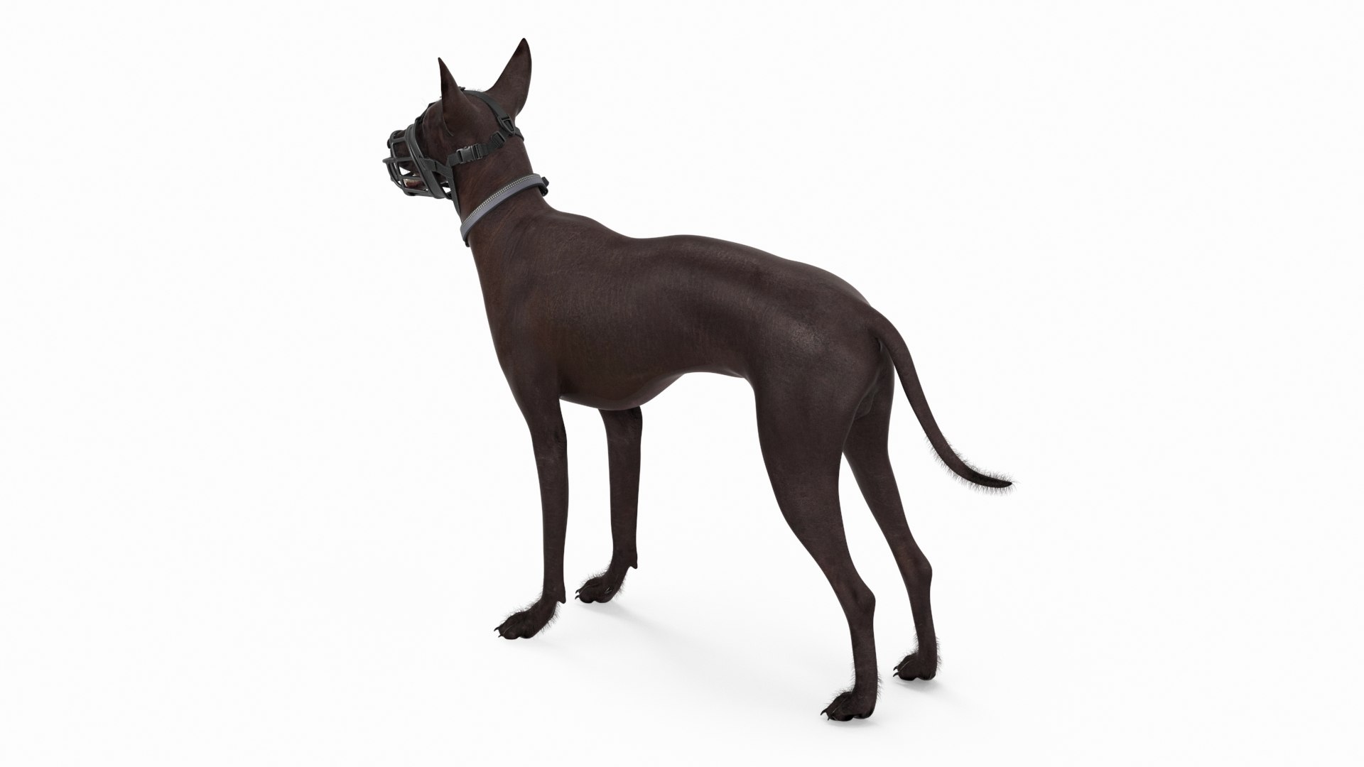 Xoloitzcuintli In A Baskerville Muzzle Fur Model - TurboSquid 2284134
