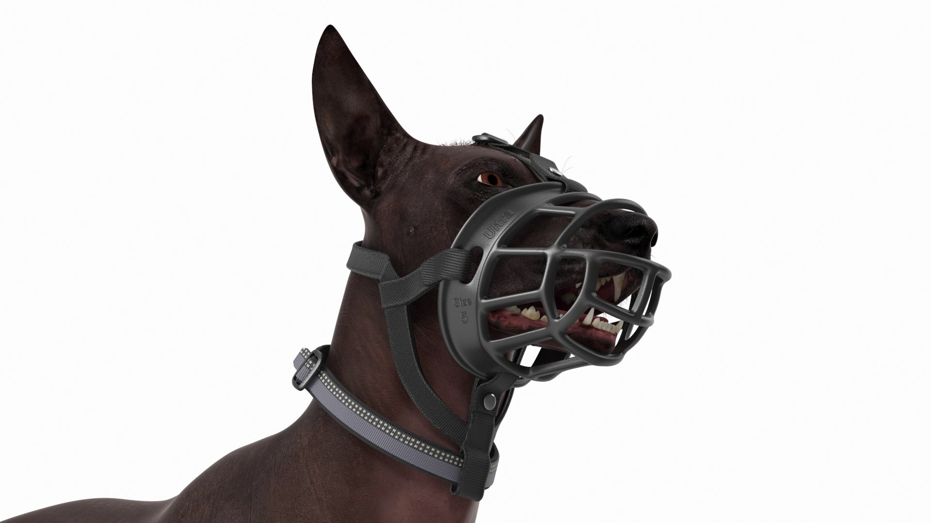Xoloitzcuintli In A Baskerville Muzzle Fur Model - TurboSquid 2284134