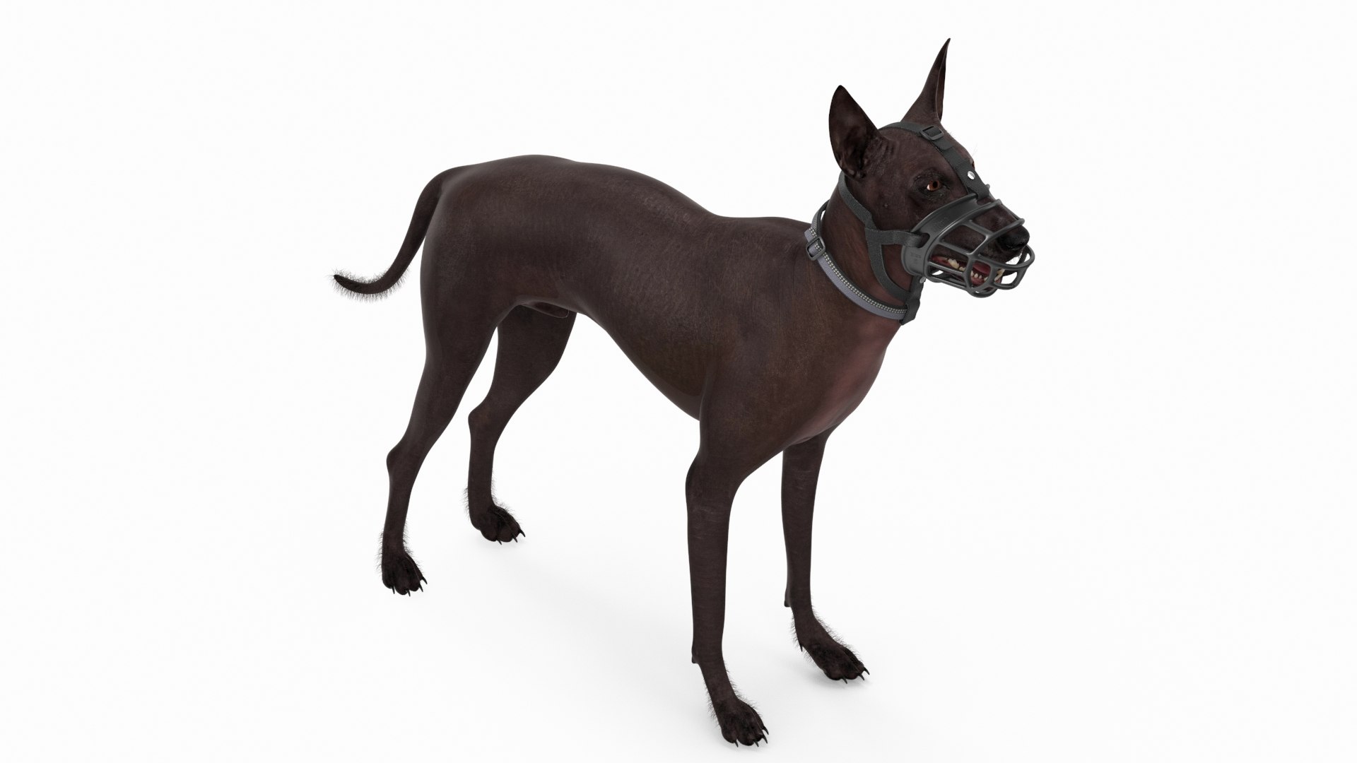 Xoloitzcuintli In A Baskerville Muzzle Fur Model - TurboSquid 2284134