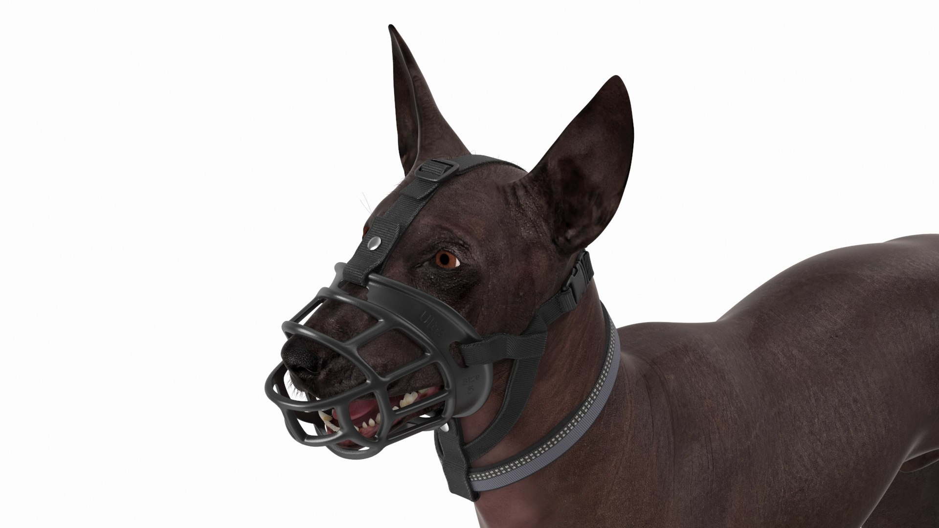 Xoloitzcuintli In A Baskerville Muzzle Fur Model - TurboSquid 2284134