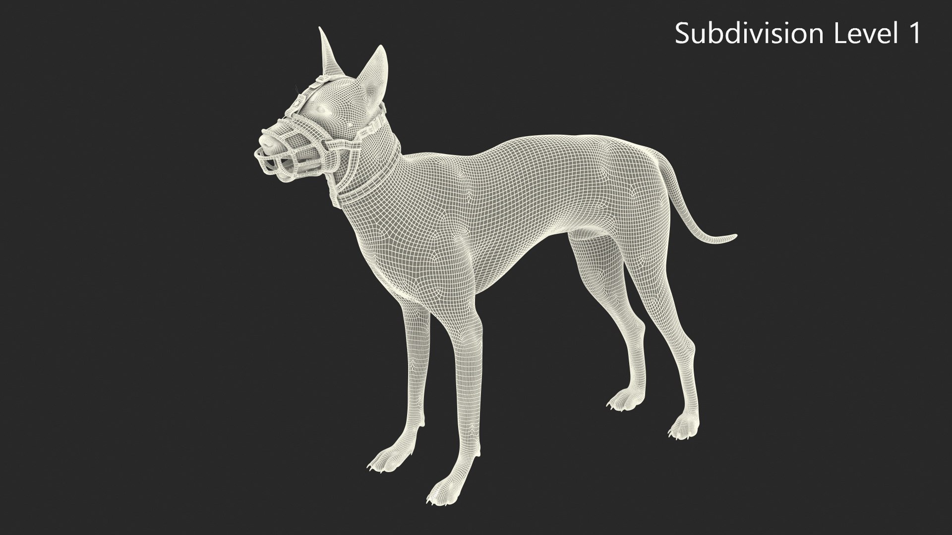 Xoloitzcuintli In A Baskerville Muzzle Fur Model - TurboSquid 2284134