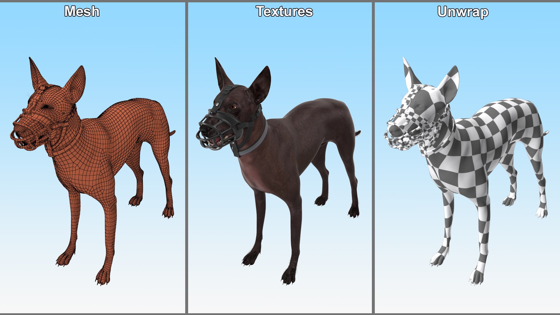 Xoloitzcuintli In A Baskerville Muzzle Fur Model - TurboSquid 2284134