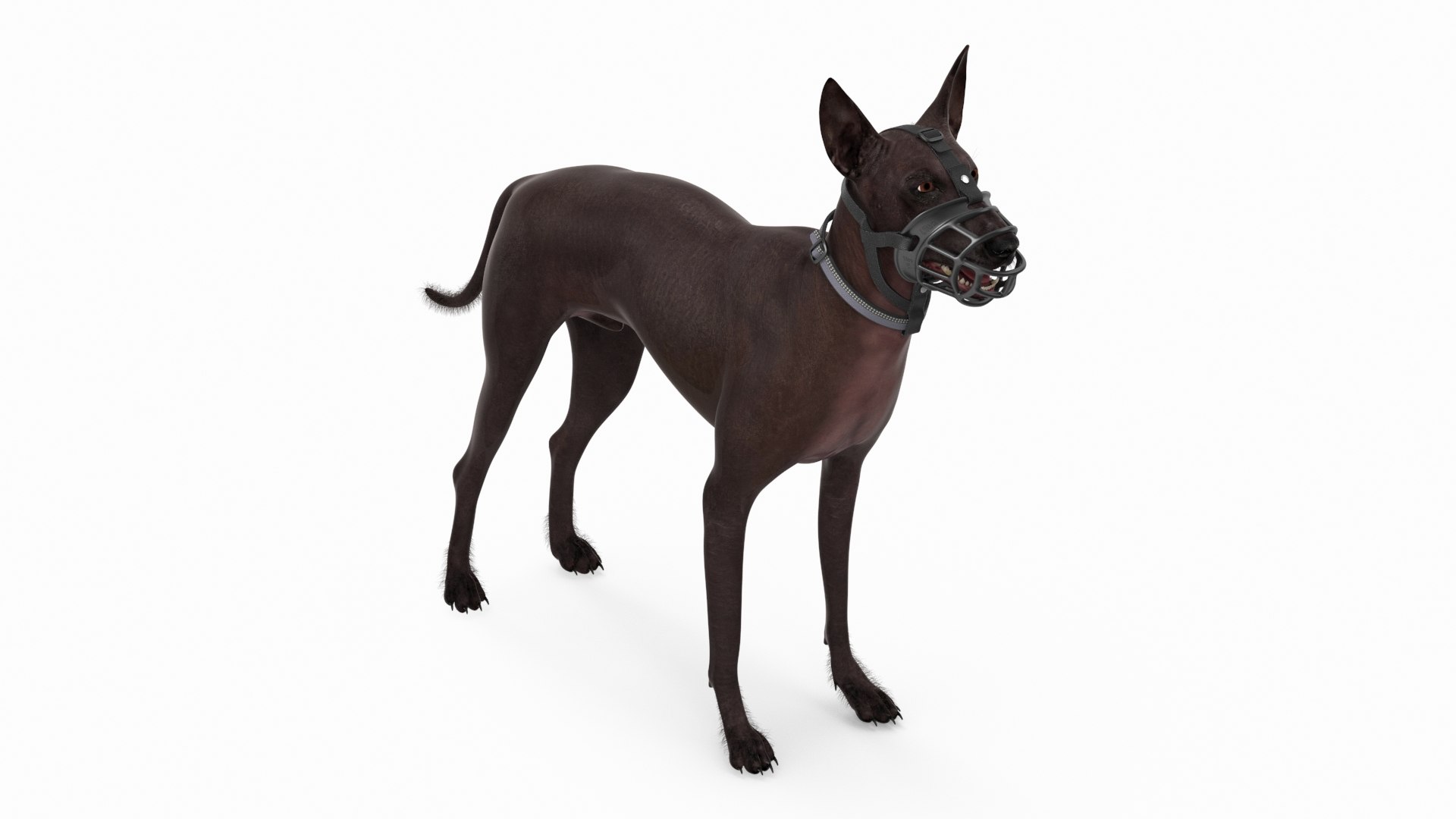 Xoloitzcuintli In A Baskerville Muzzle Fur Model - TurboSquid 2284134