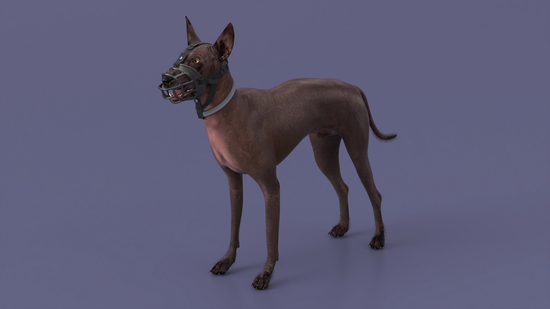 Xoloitzcuintli In A Baskerville Muzzle Fur Model - TurboSquid 2284134