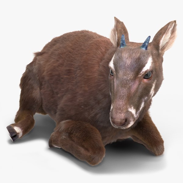 Free 3D Deer Models | TurboSquid