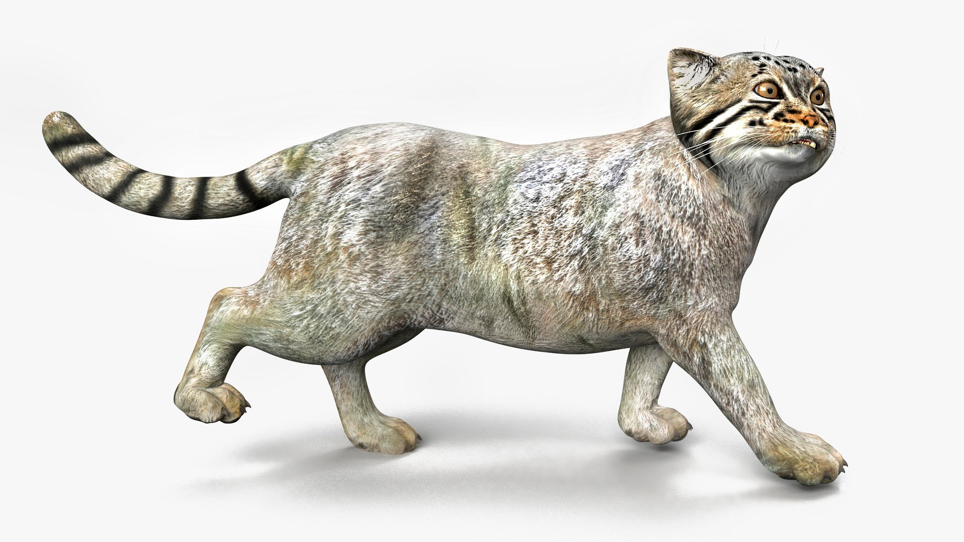 3D Cat Rigged Animated For Cinema 4D - TurboSquid 2280783