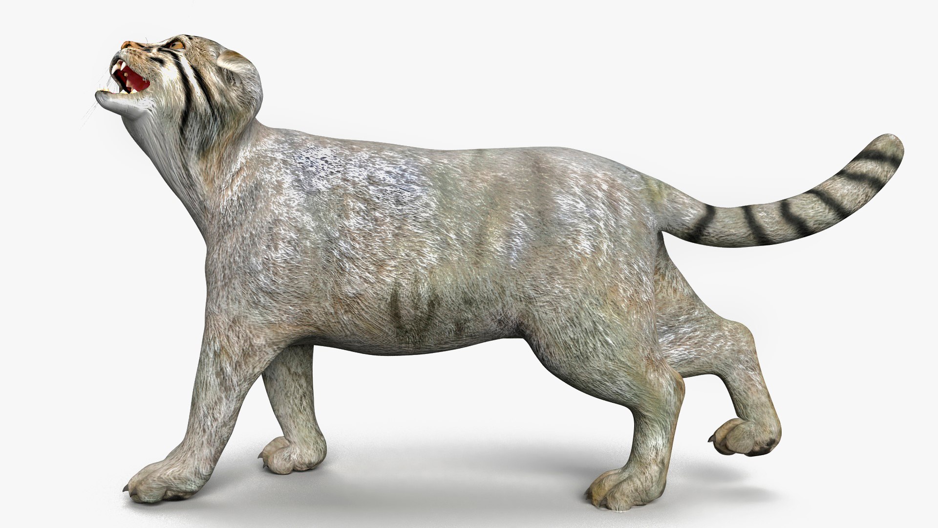 3D Cat Rigged Animated For Cinema 4D - TurboSquid 2280783