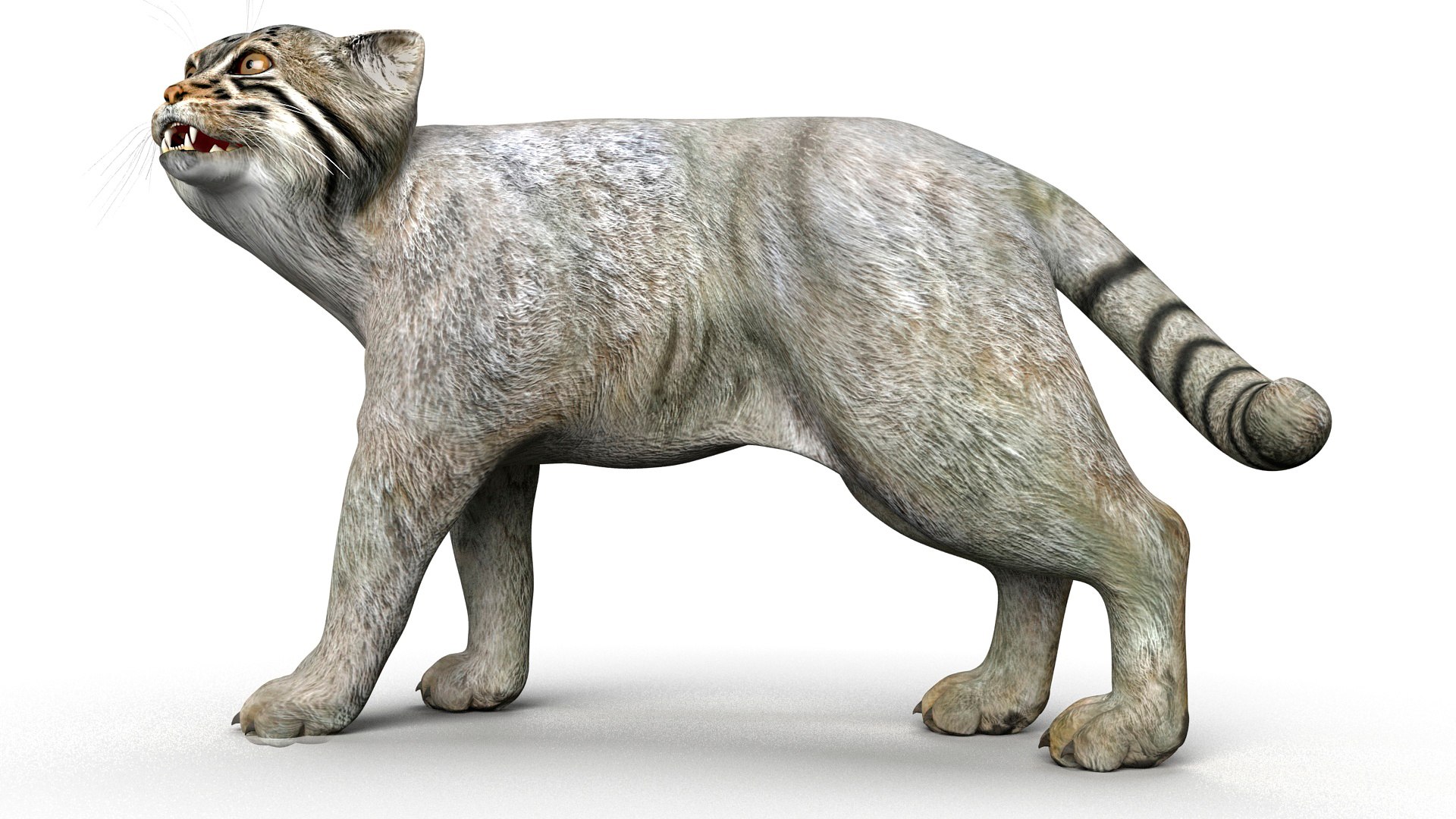 3D Cat Rigged Animated For Cinema 4D - TurboSquid 2280783