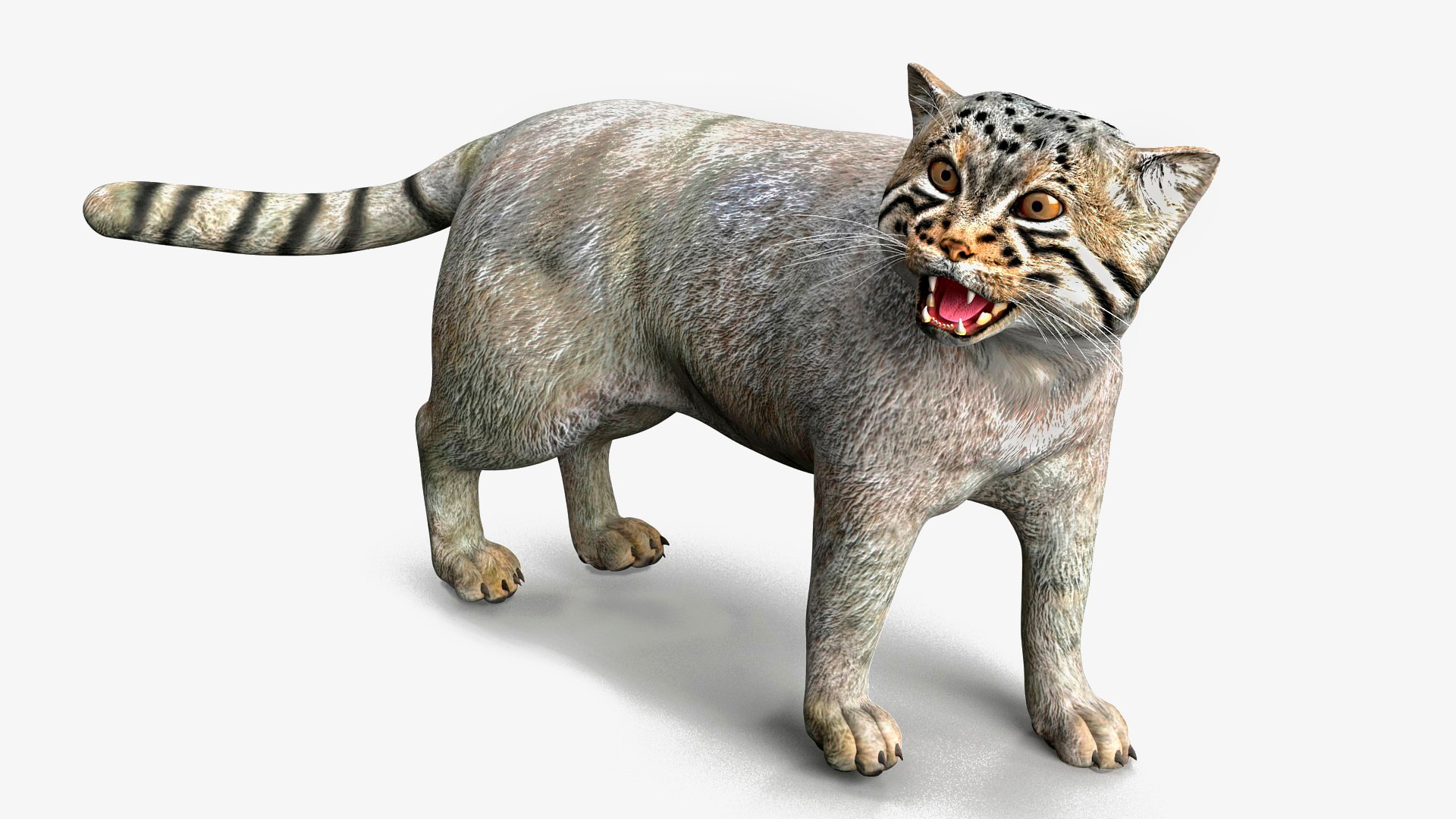 3D Cat Rigged Animated For Cinema 4D - TurboSquid 2280783