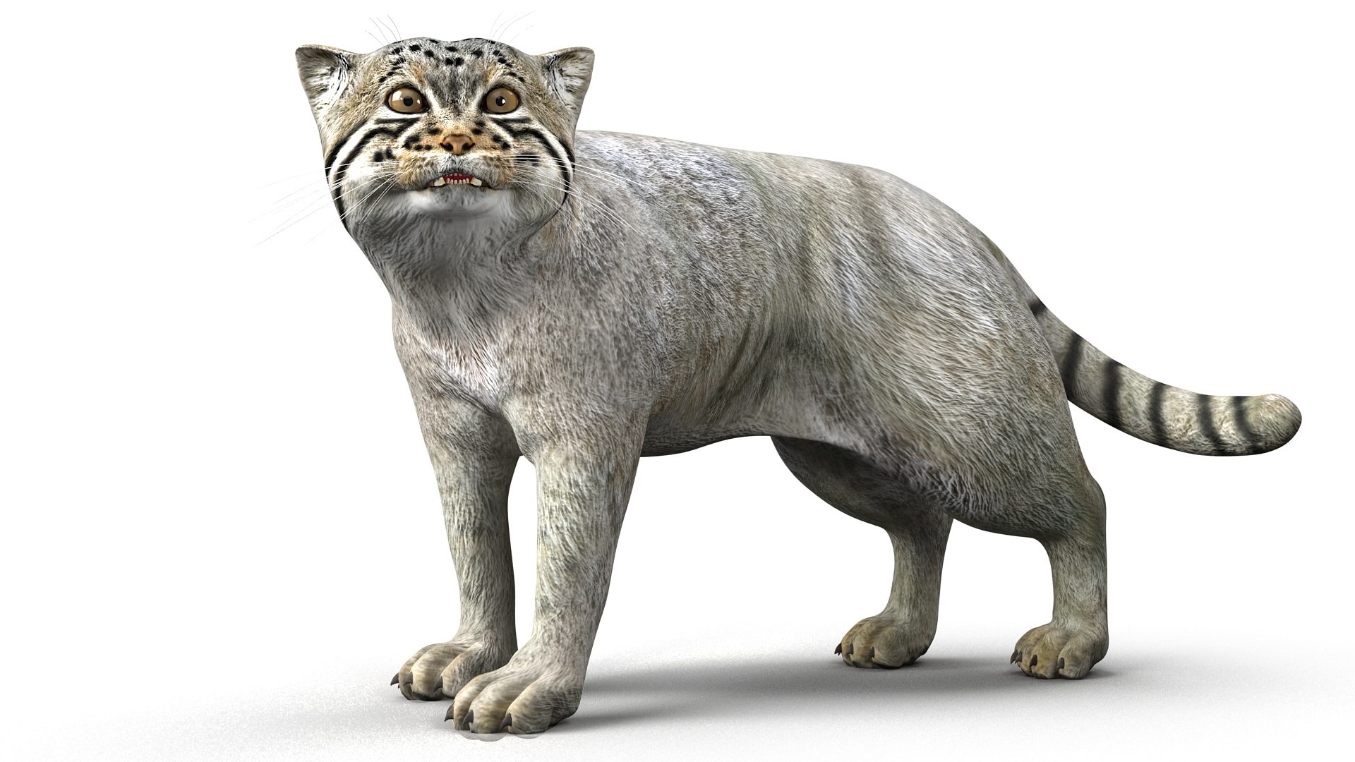 3D Cat Rigged Animated For Cinema 4D - TurboSquid 2280783