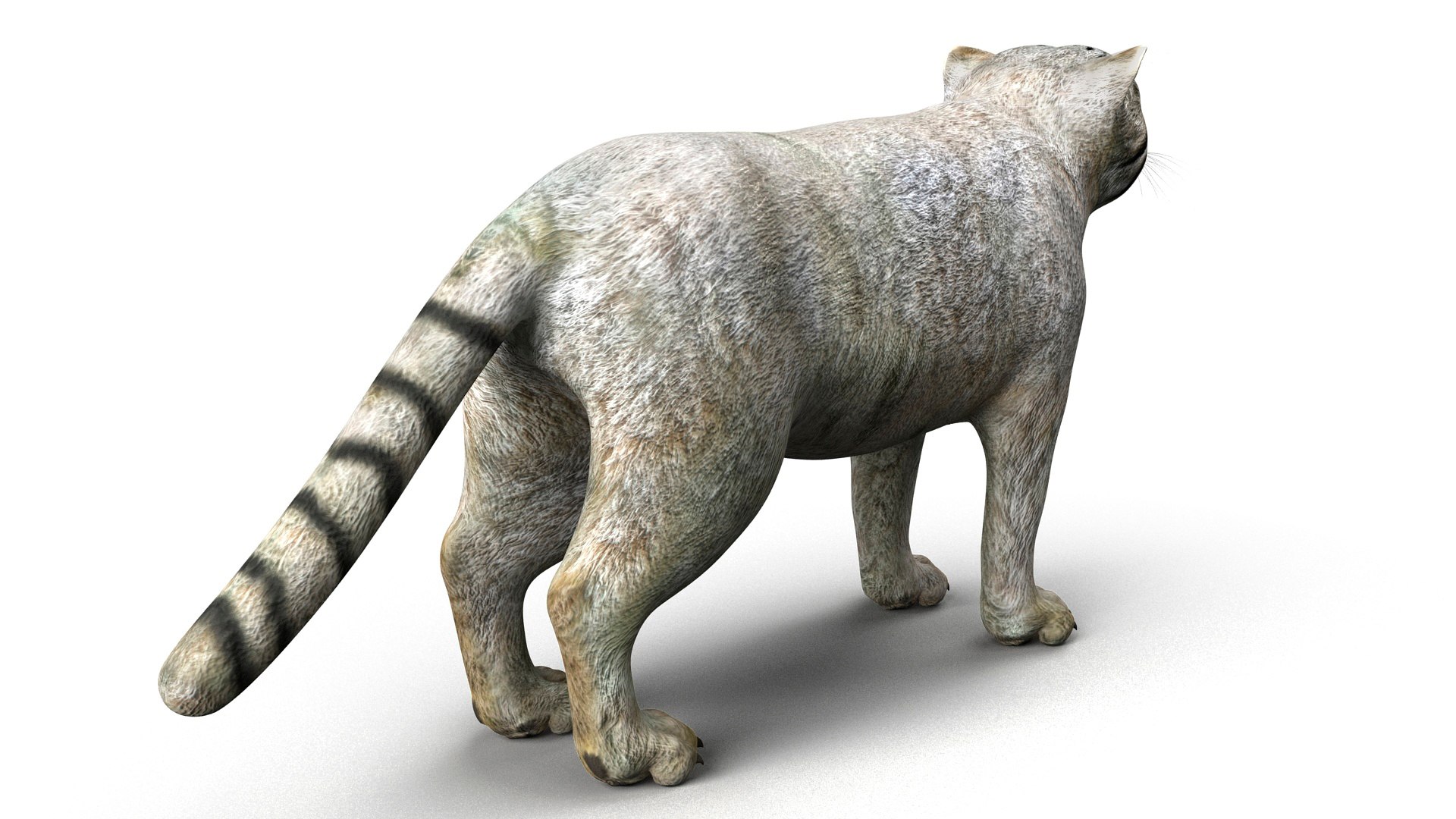 3D Cat Rigged Animated For Cinema 4D - TurboSquid 2280783