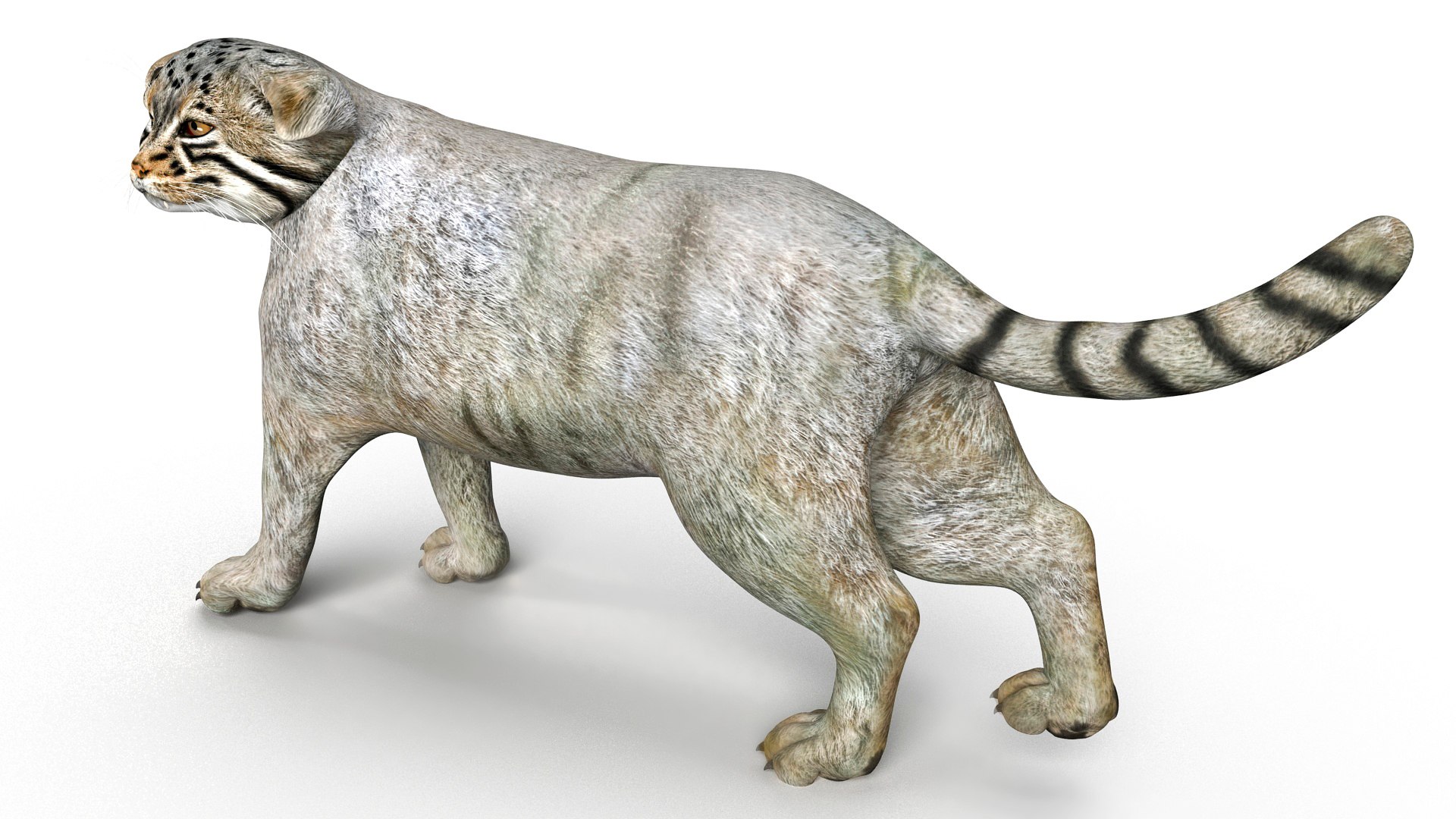 3D Cat Rigged Animated For Cinema 4D - TurboSquid 2280783