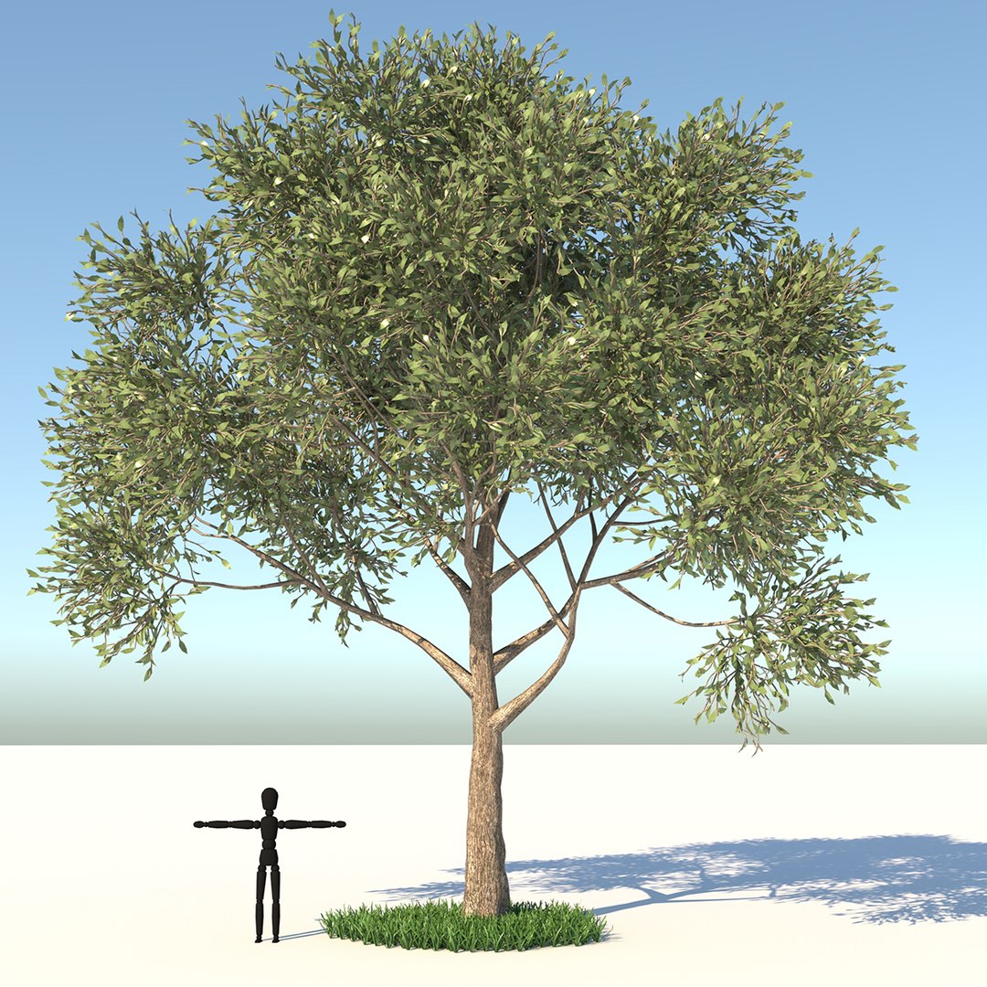 Apple Tree 3D Model - TurboSquid 1684528