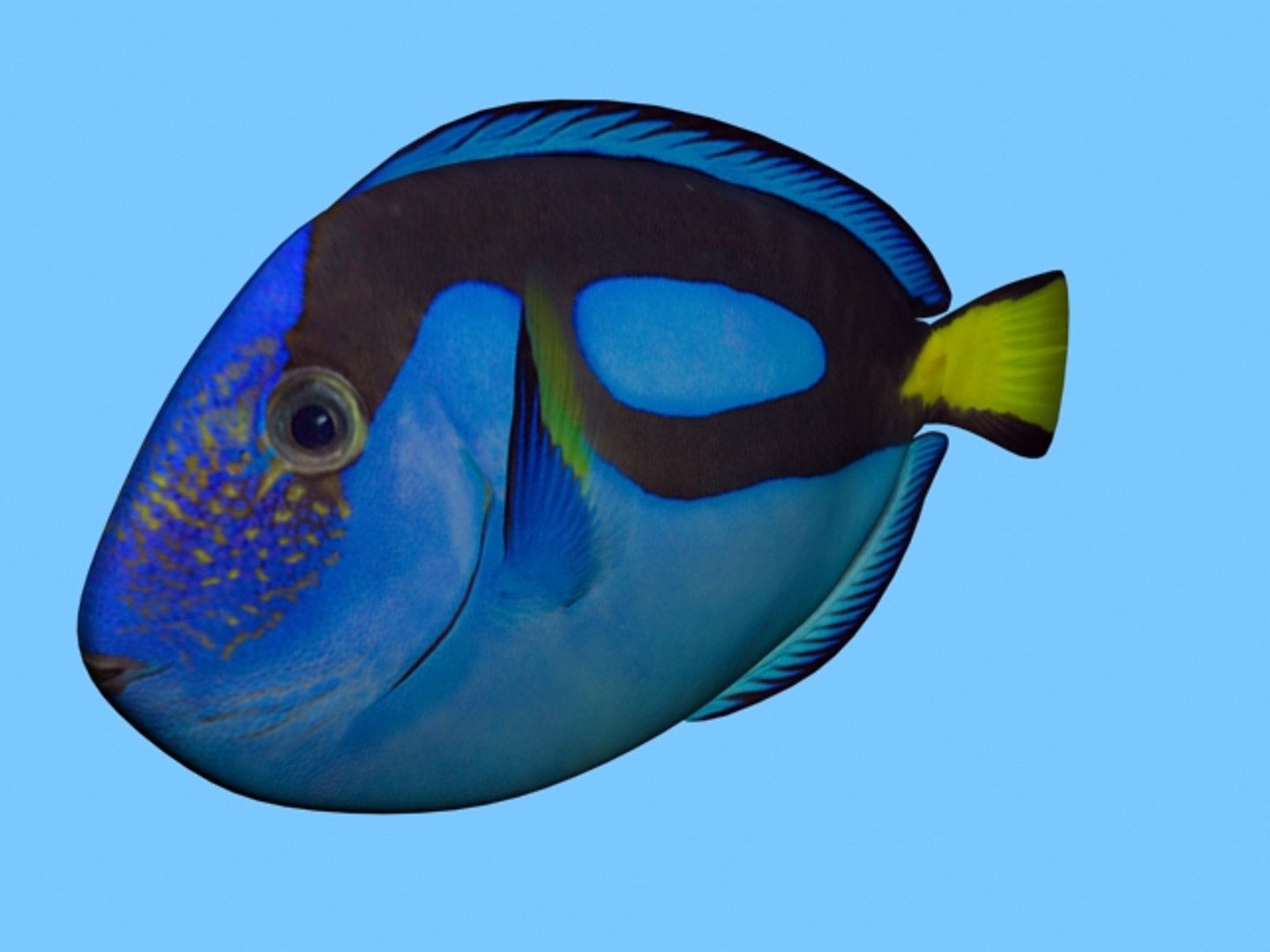 Free Tail Animation 3d Model