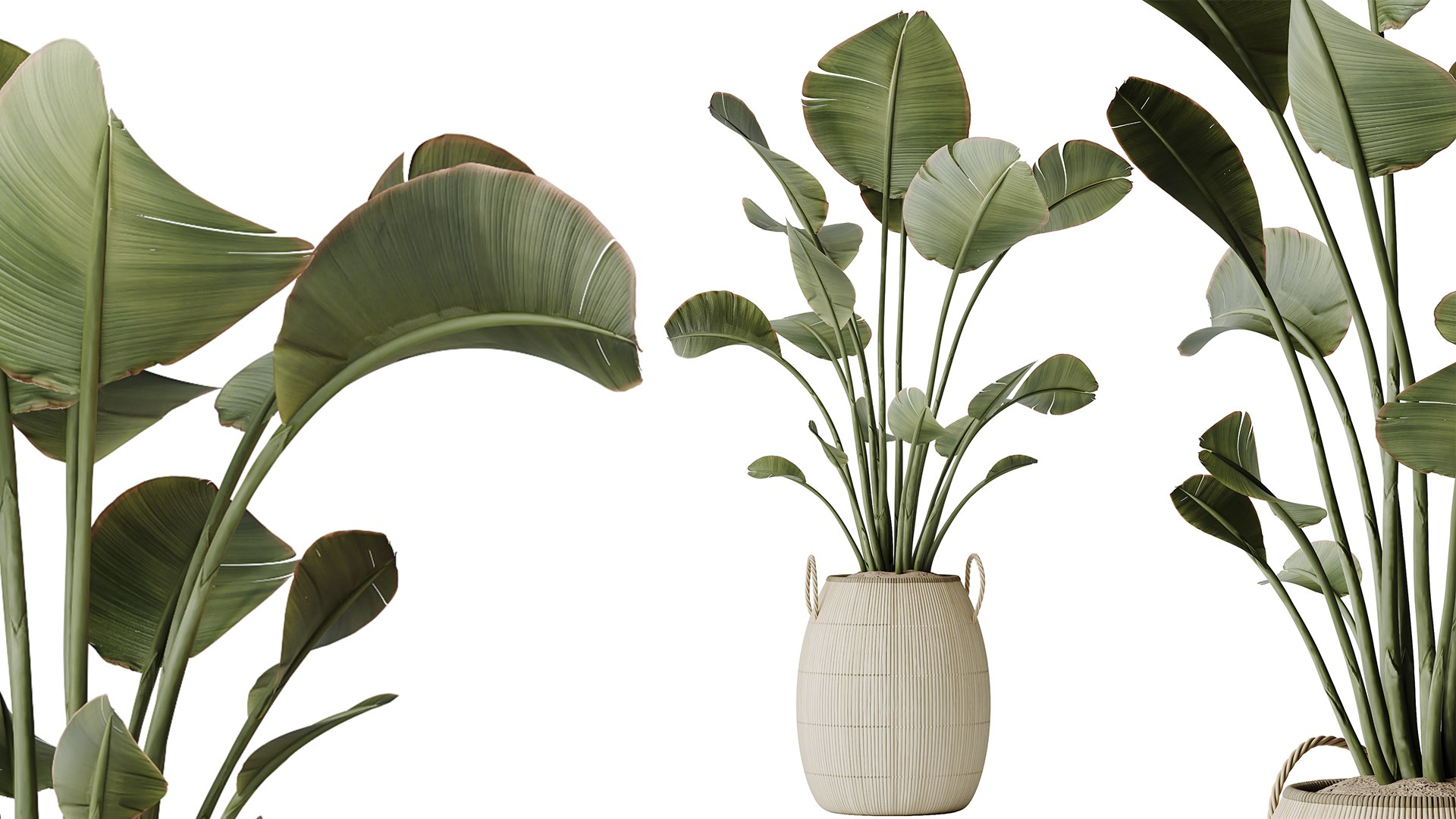 3D AV Indoor Plants Set 130 Ravenala Banana Strelitzia Nicolai Bird Of ...