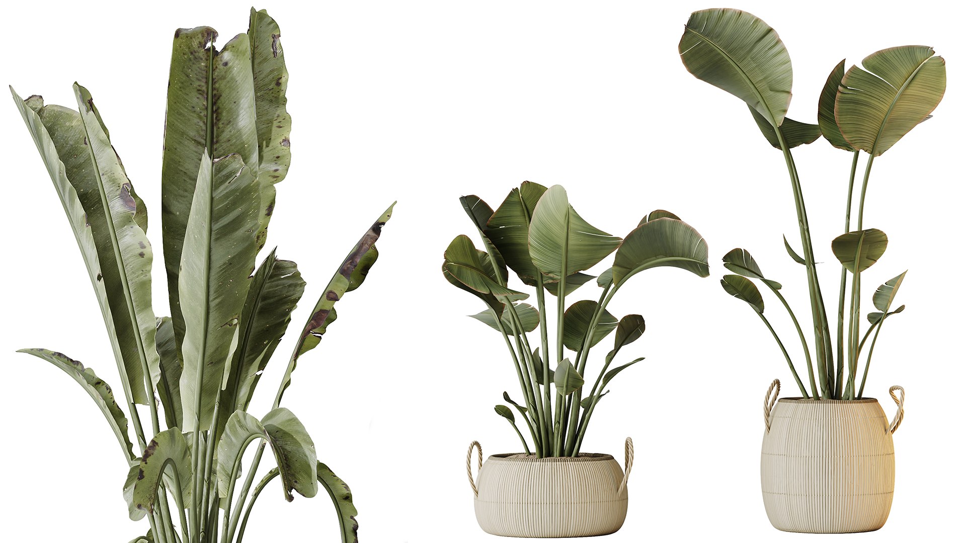 3D AV Indoor Plants Set 130 Ravenala Banana Strelitzia Nicolai Bird Of ...