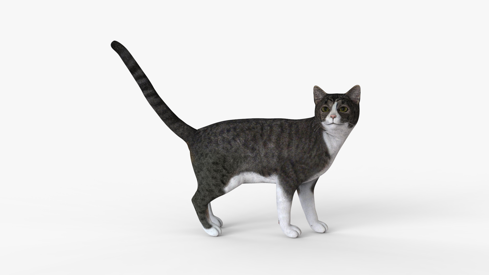 Grey Cat Rigged For Cinema 3D Model - TurboSquid 2069969