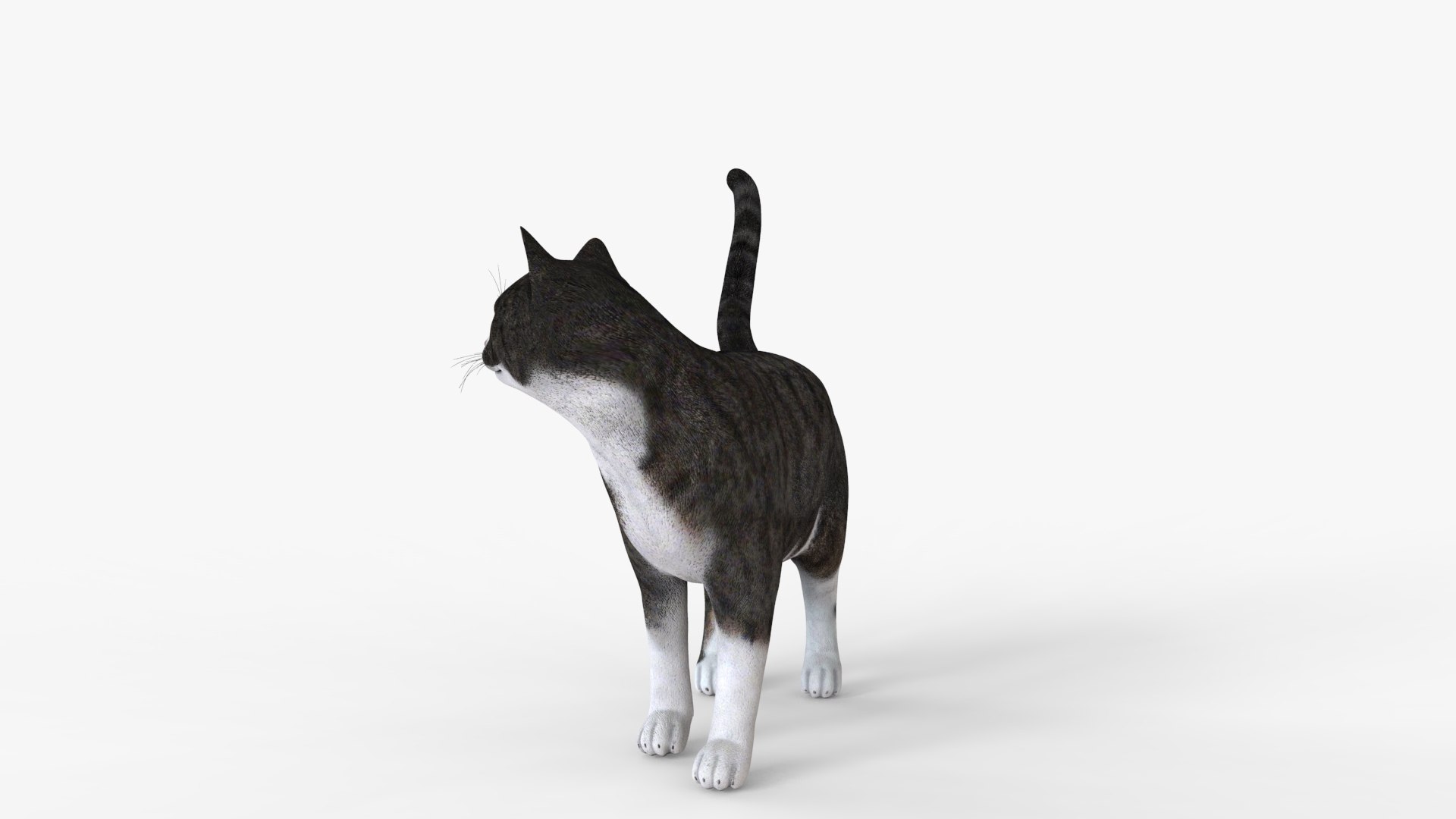 Grey Cat Rigged For Cinema 3D Model - TurboSquid 2069969