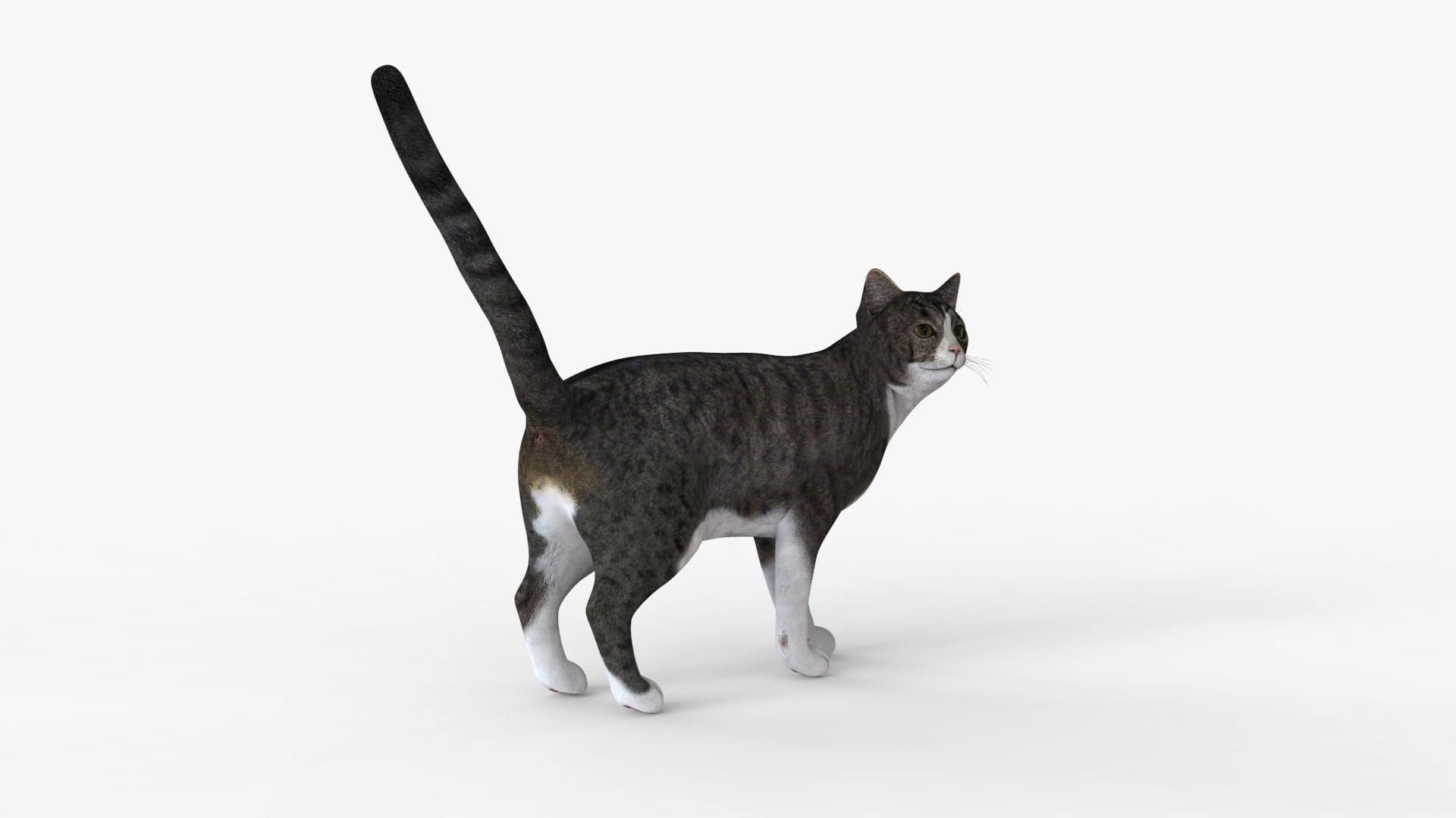 Grey Cat Rigged For Cinema 3D Model - TurboSquid 2069969