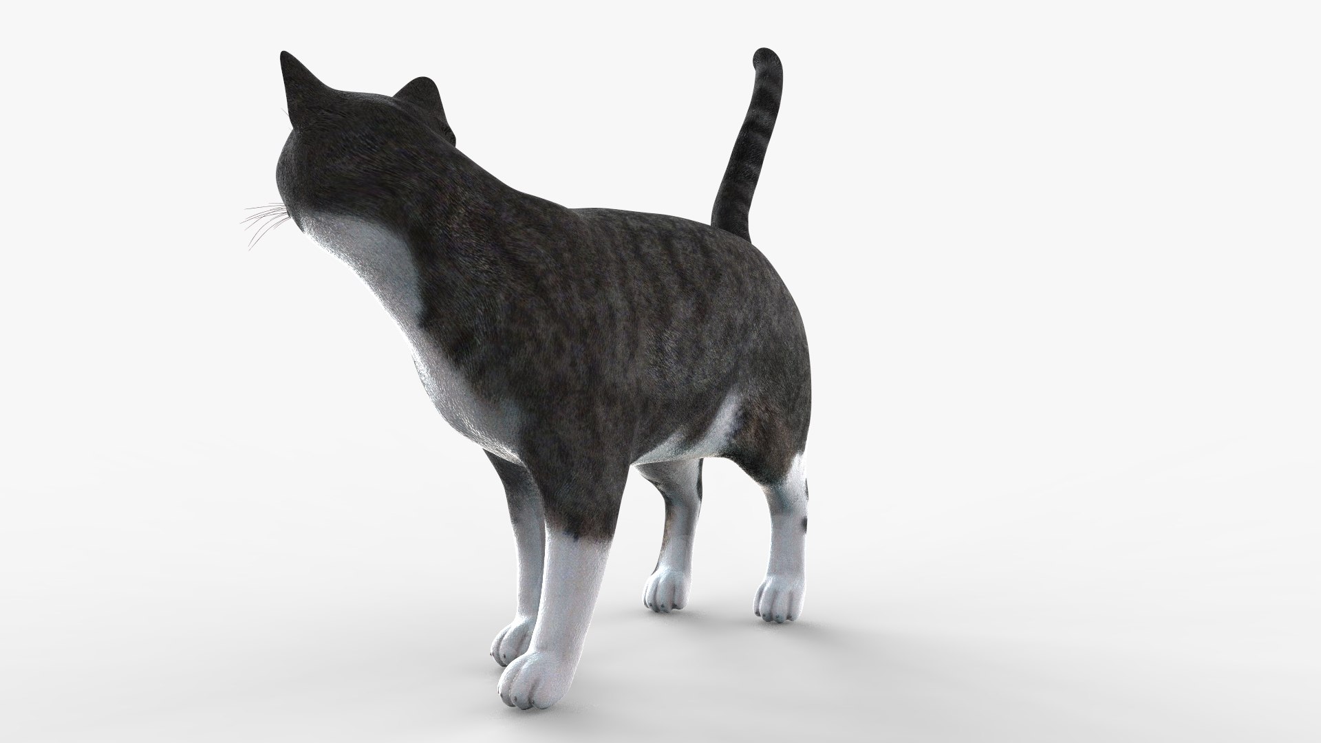 Grey Cat Rigged For Cinema 3D Model - TurboSquid 2069969