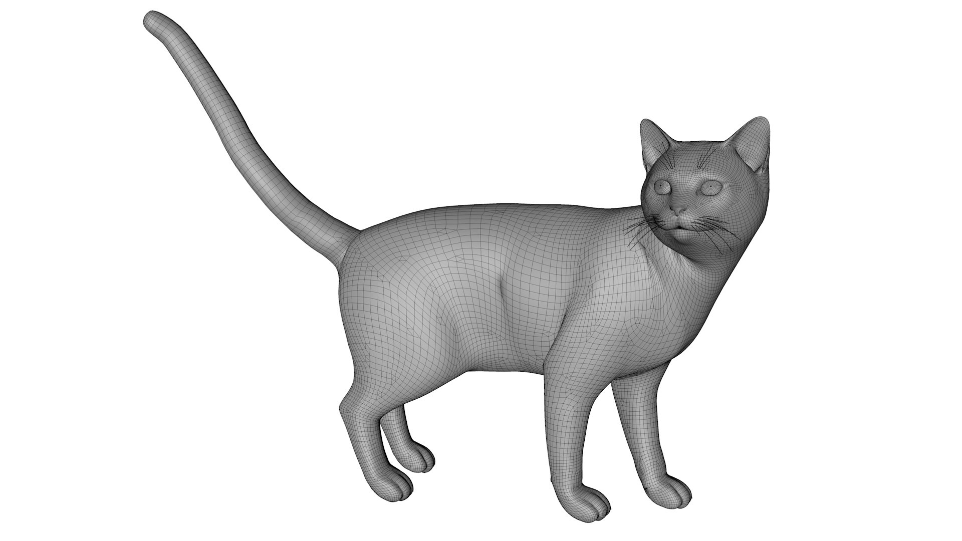 Grey Cat Rigged For Cinema 3D Model - TurboSquid 2069969