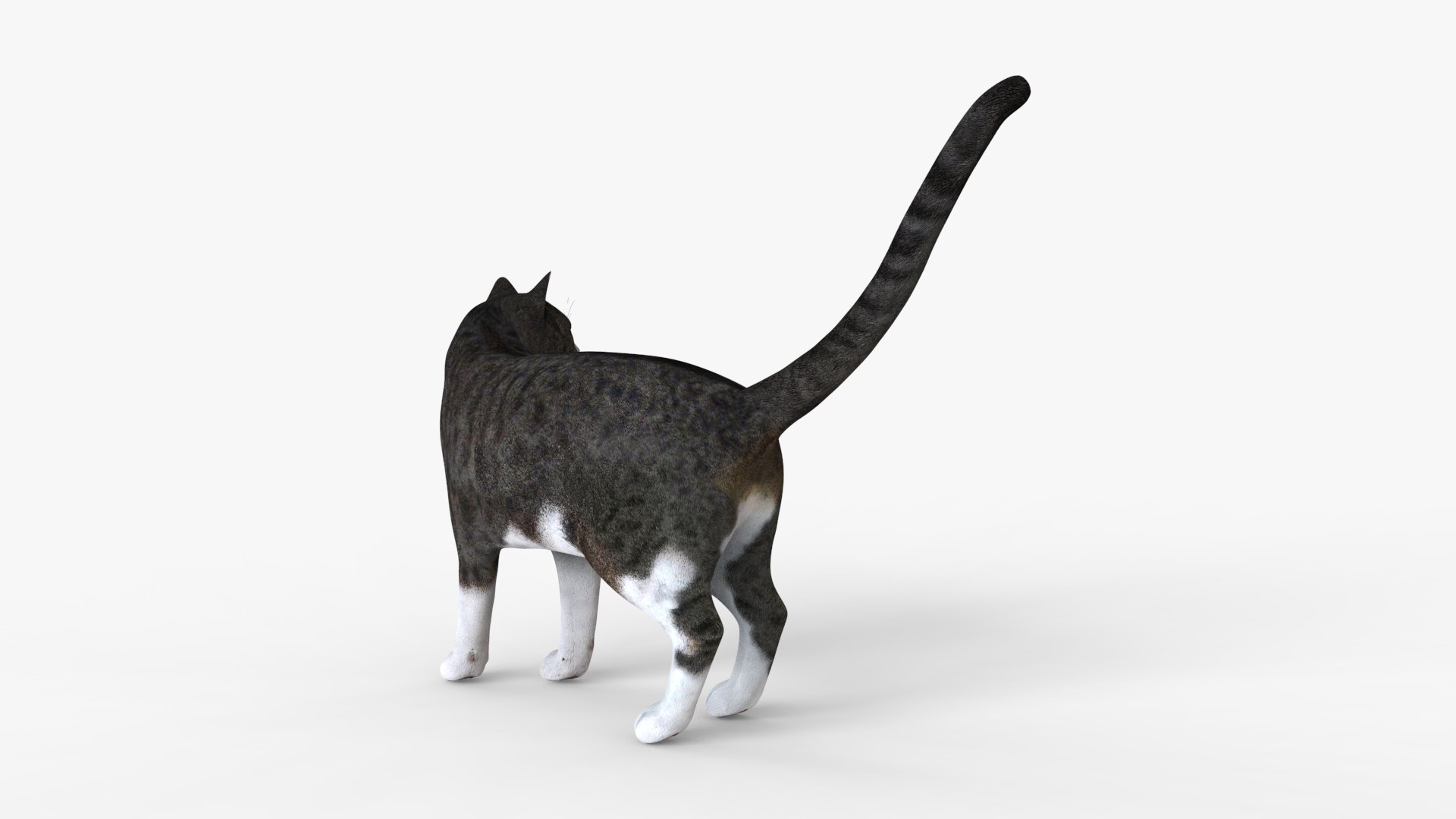 Grey Cat Rigged For Cinema 3D Model - TurboSquid 2069969