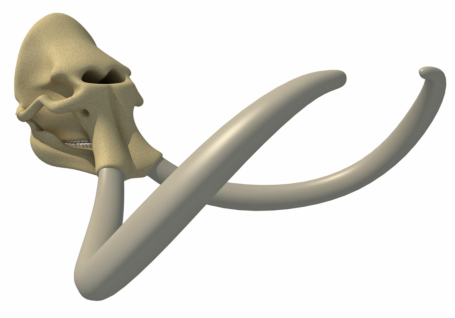 Mammoth Skull Skeleton 3D Model - TurboSquid 1233705