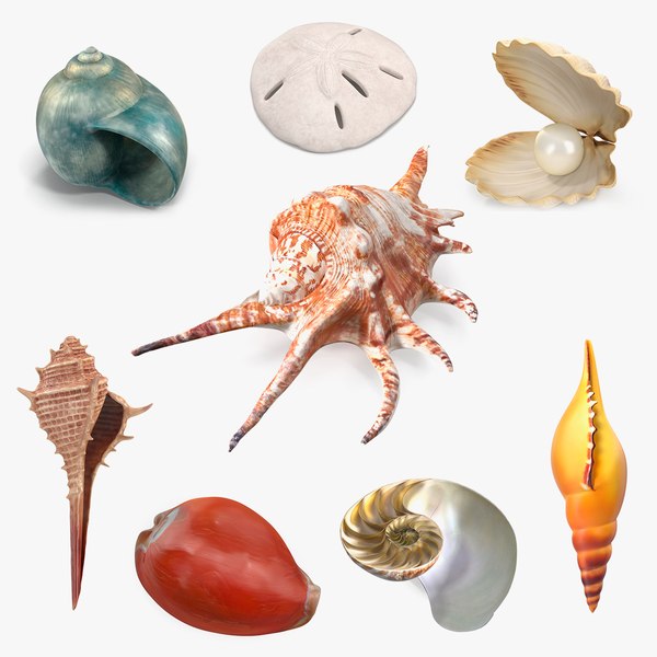 Sea shells 2 model - TurboSquid 1273276