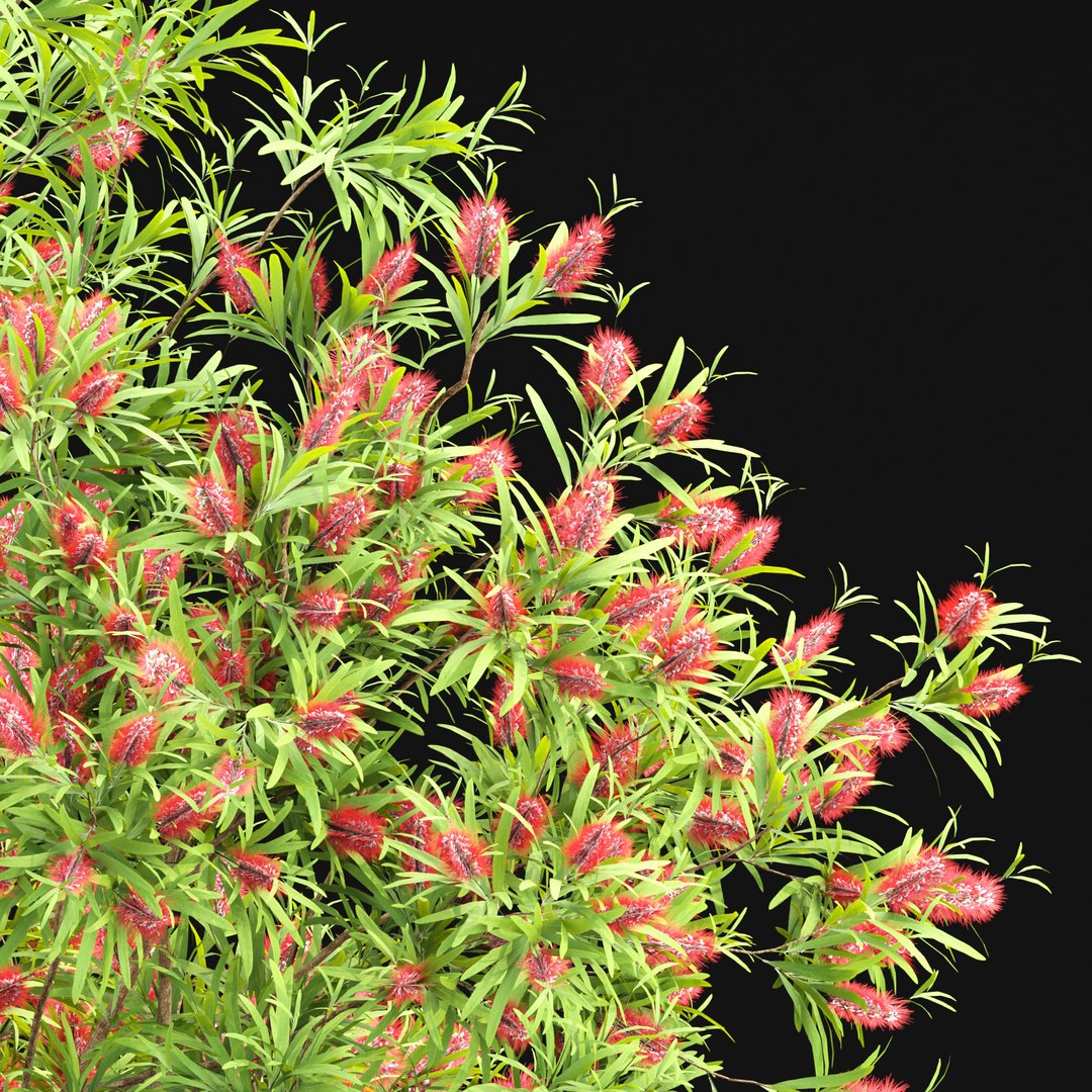 Bottlebrush Bush Collection Vol 48-3dmodel 3D Model - TurboSquid 2244251