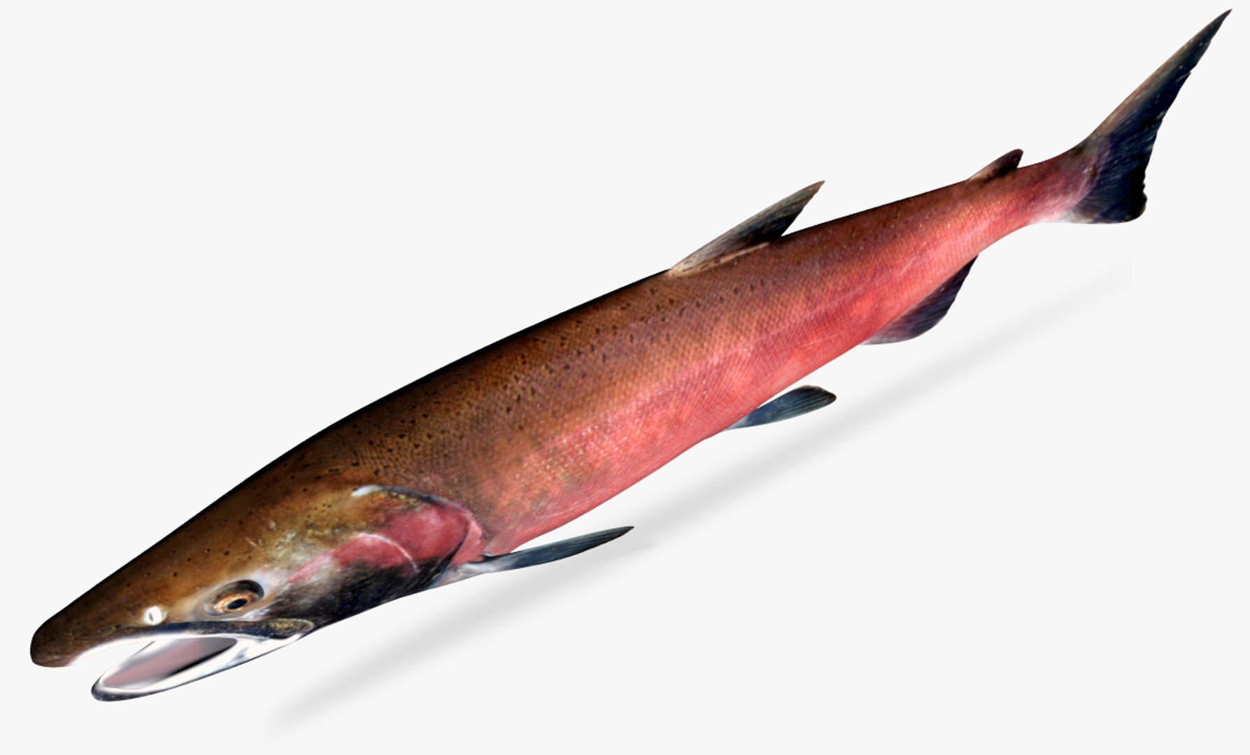 Coho Salmon Model - TurboSquid 1194212