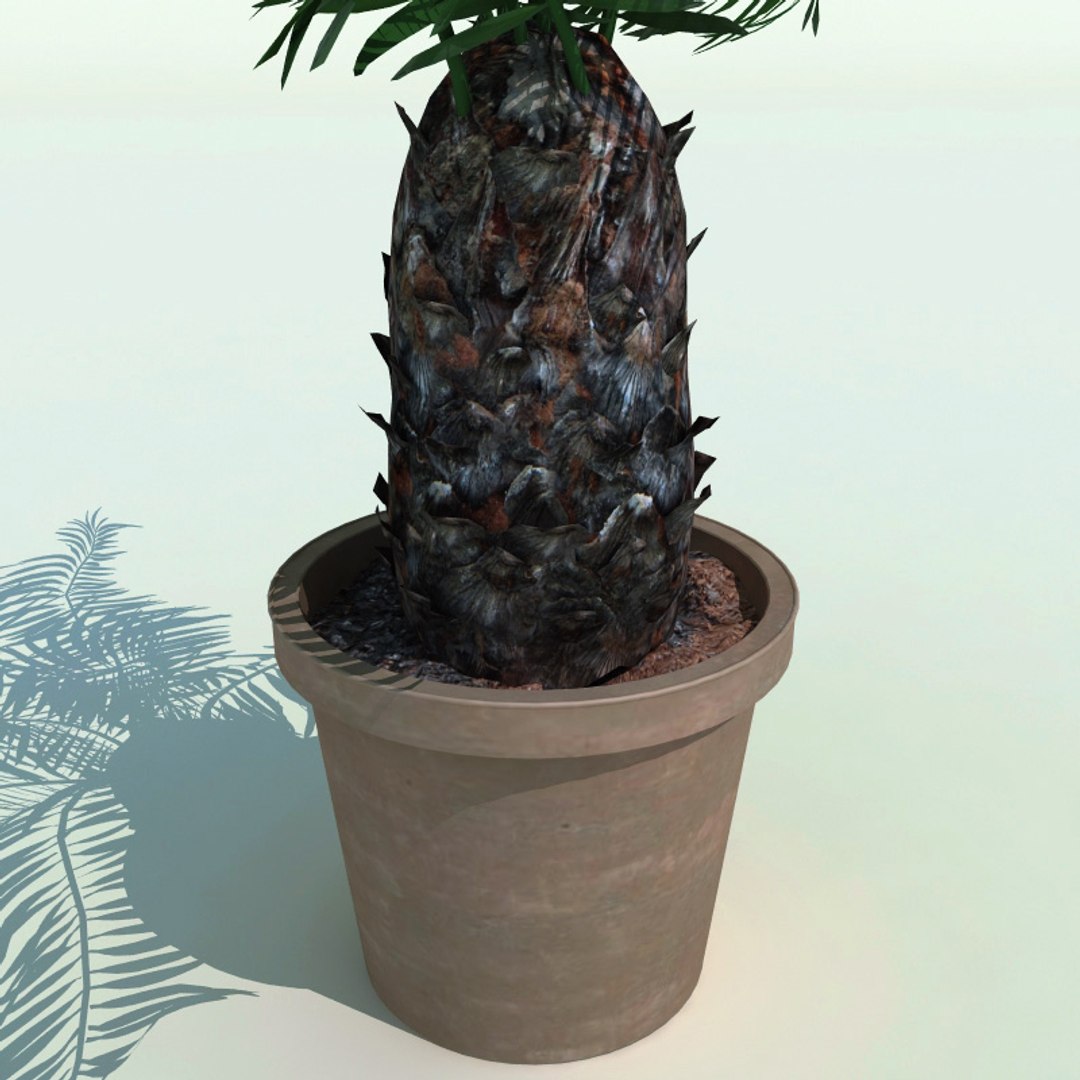 3ds max cycas revoluta v2