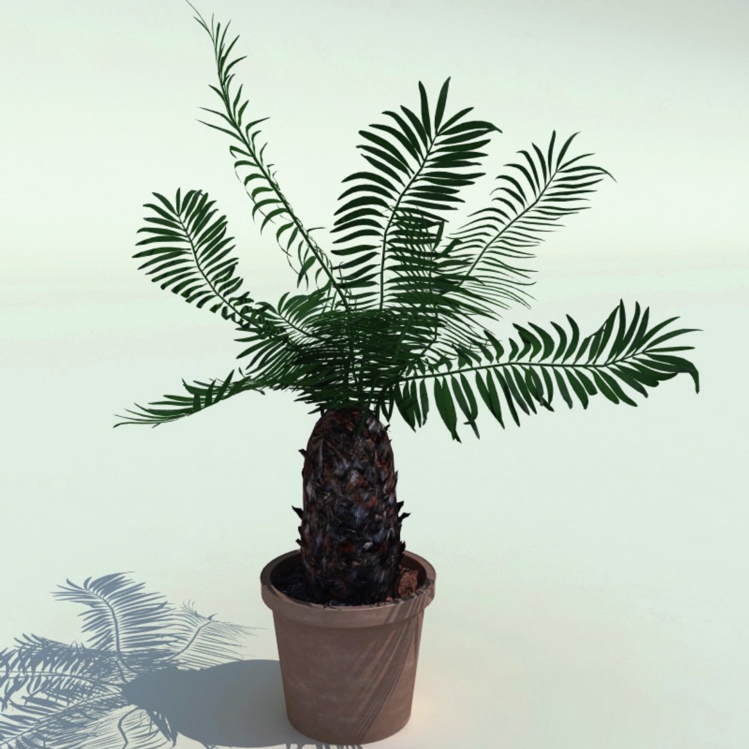 3ds max cycas revoluta v2