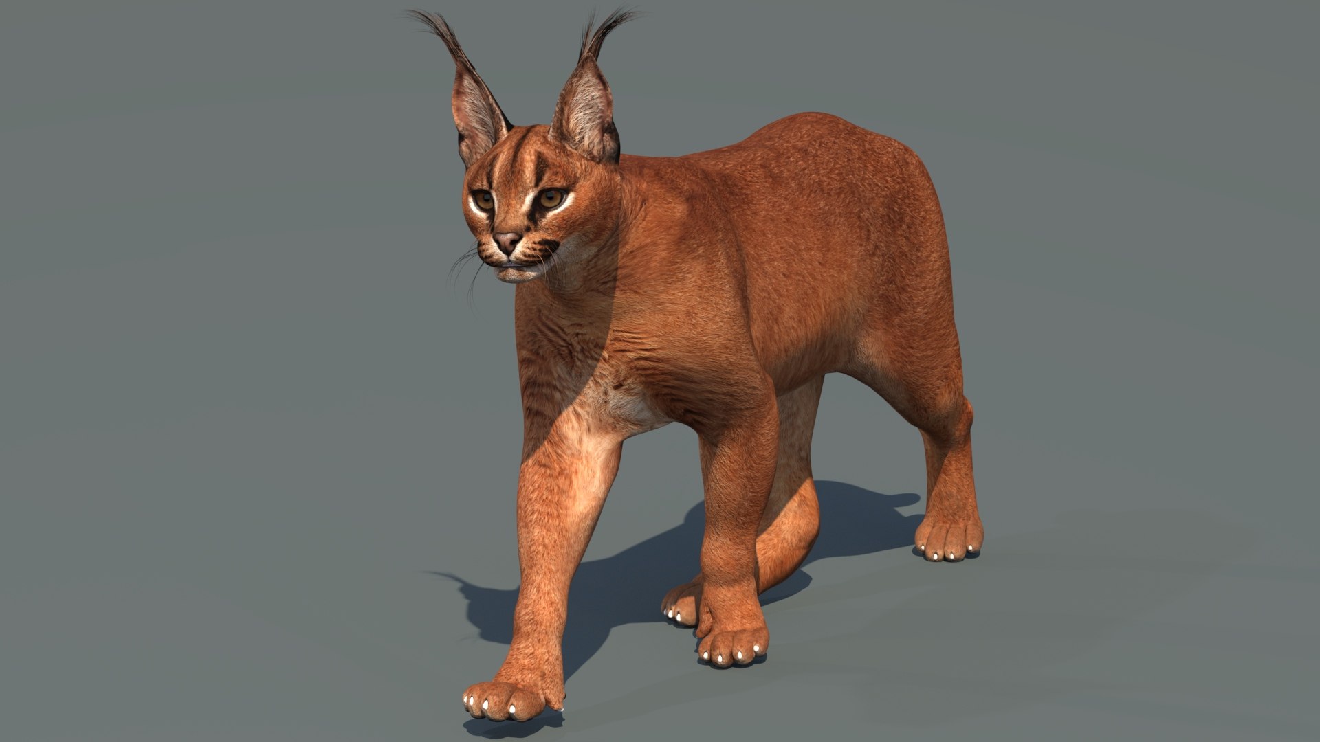 3D Caracal Animated - TurboSquid 2068711