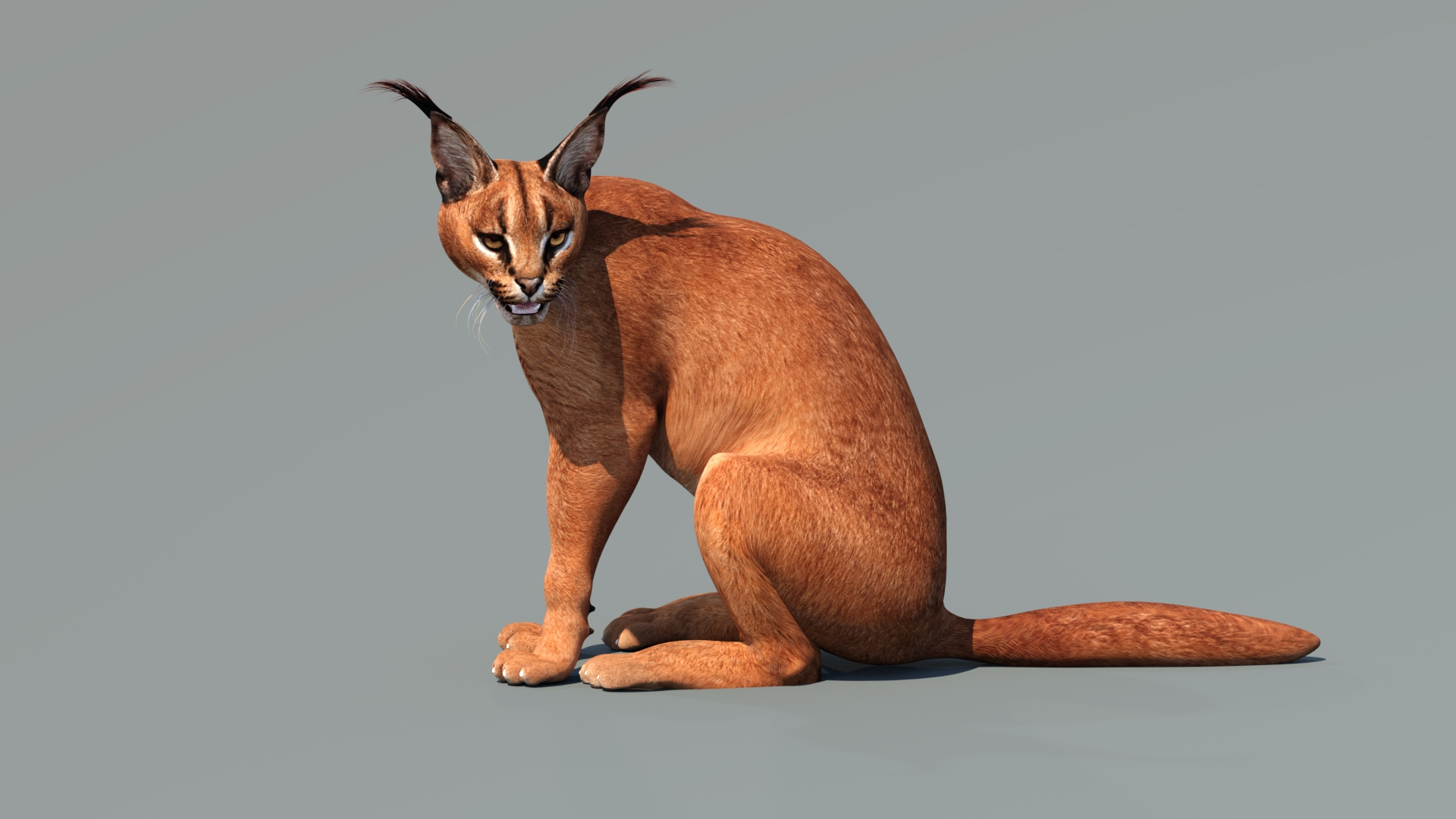 3D Caracal Animated - TurboSquid 2068711