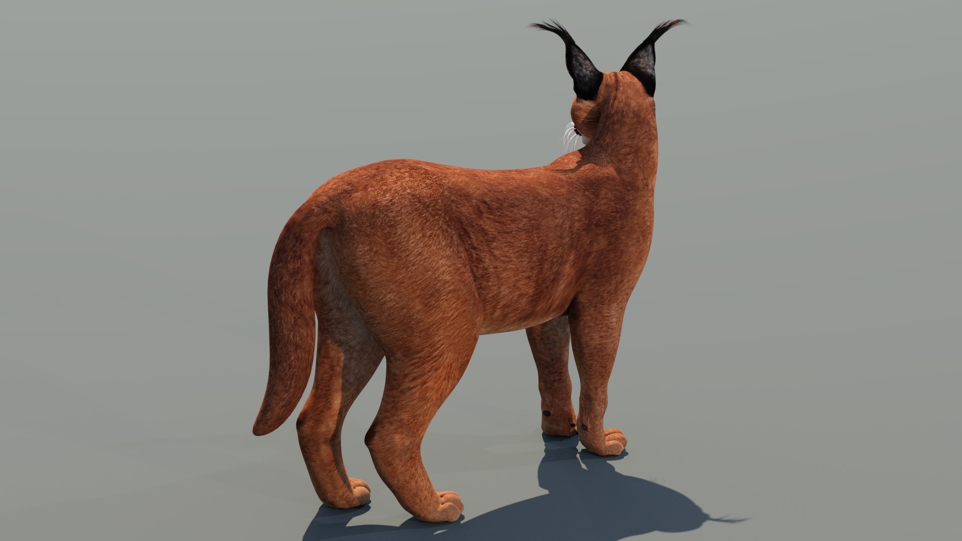 3D Caracal Animated - TurboSquid 2068711