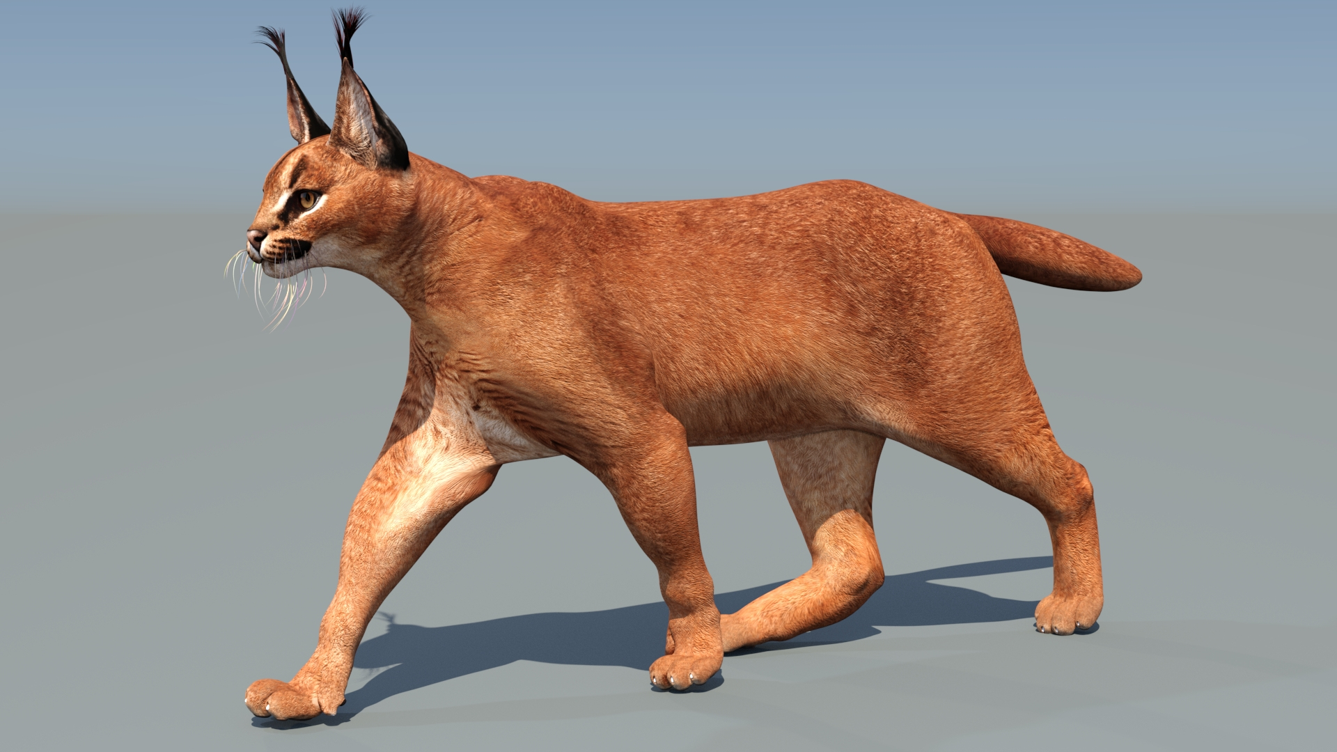3D Caracal Animated - TurboSquid 2068711