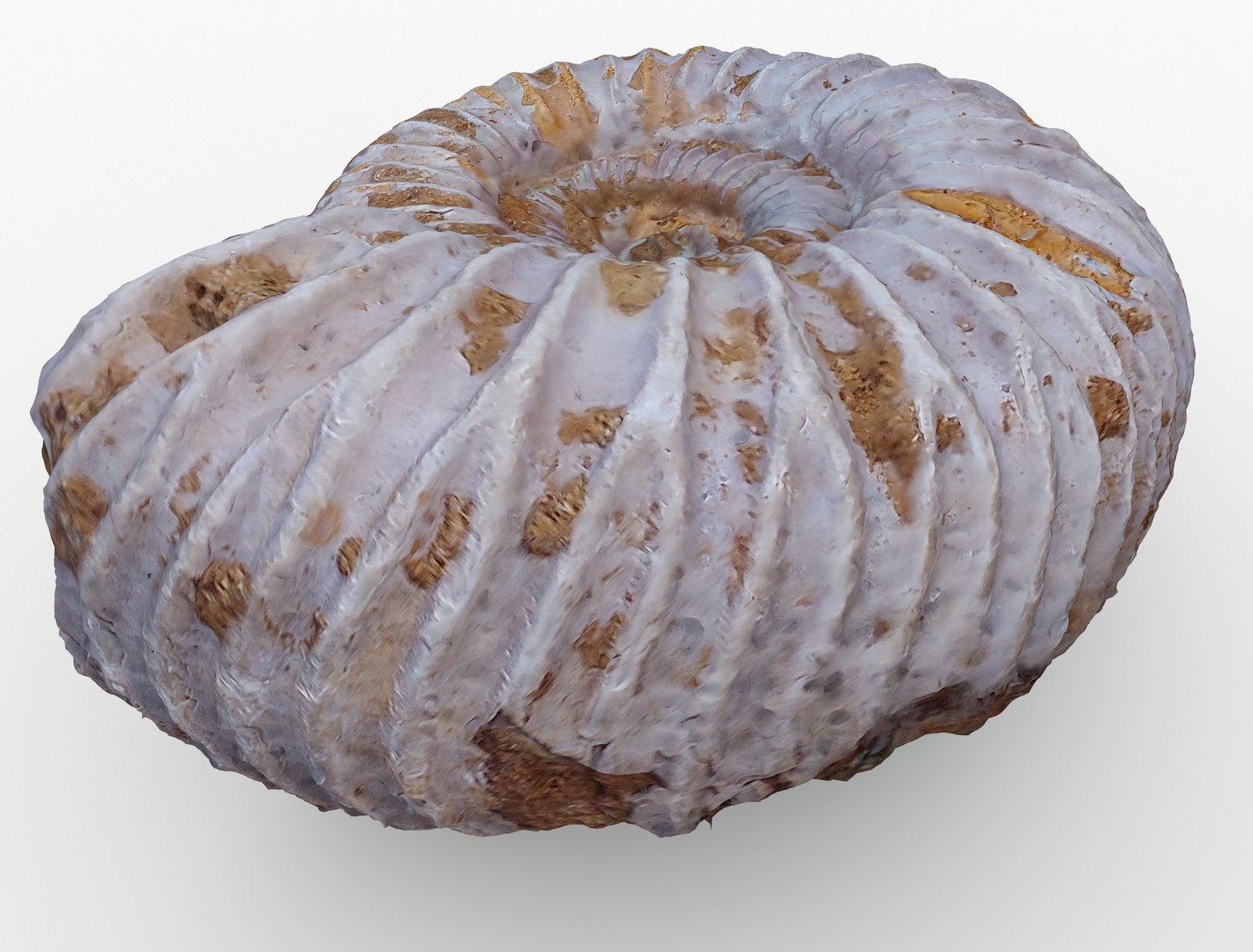 3D Ammonite Fossil Model - TurboSquid 1835994