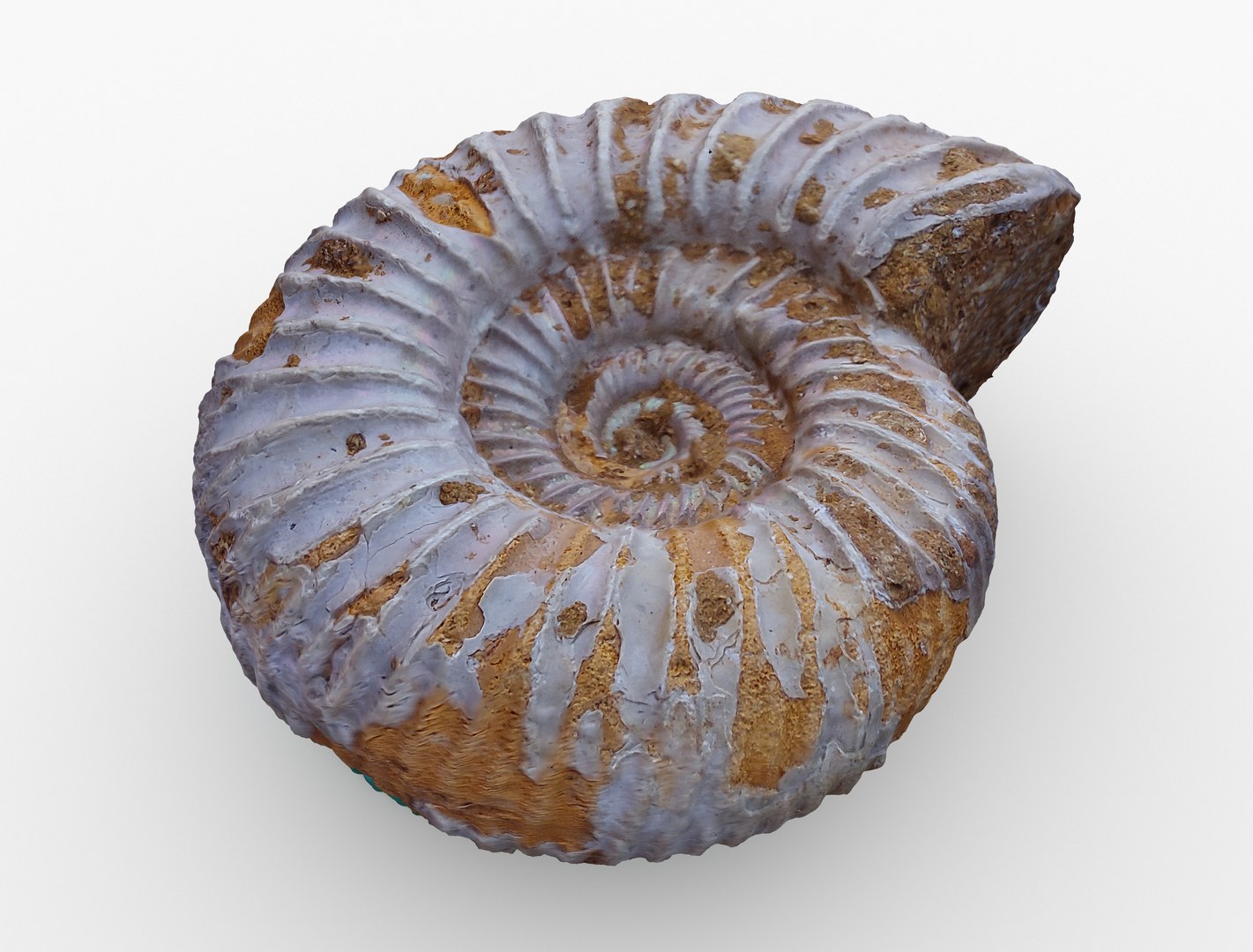 3D Ammonite Fossil Model - TurboSquid 1835994