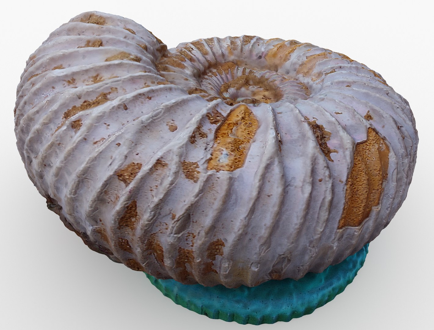 3D Ammonite Fossil Model - TurboSquid 1835994
