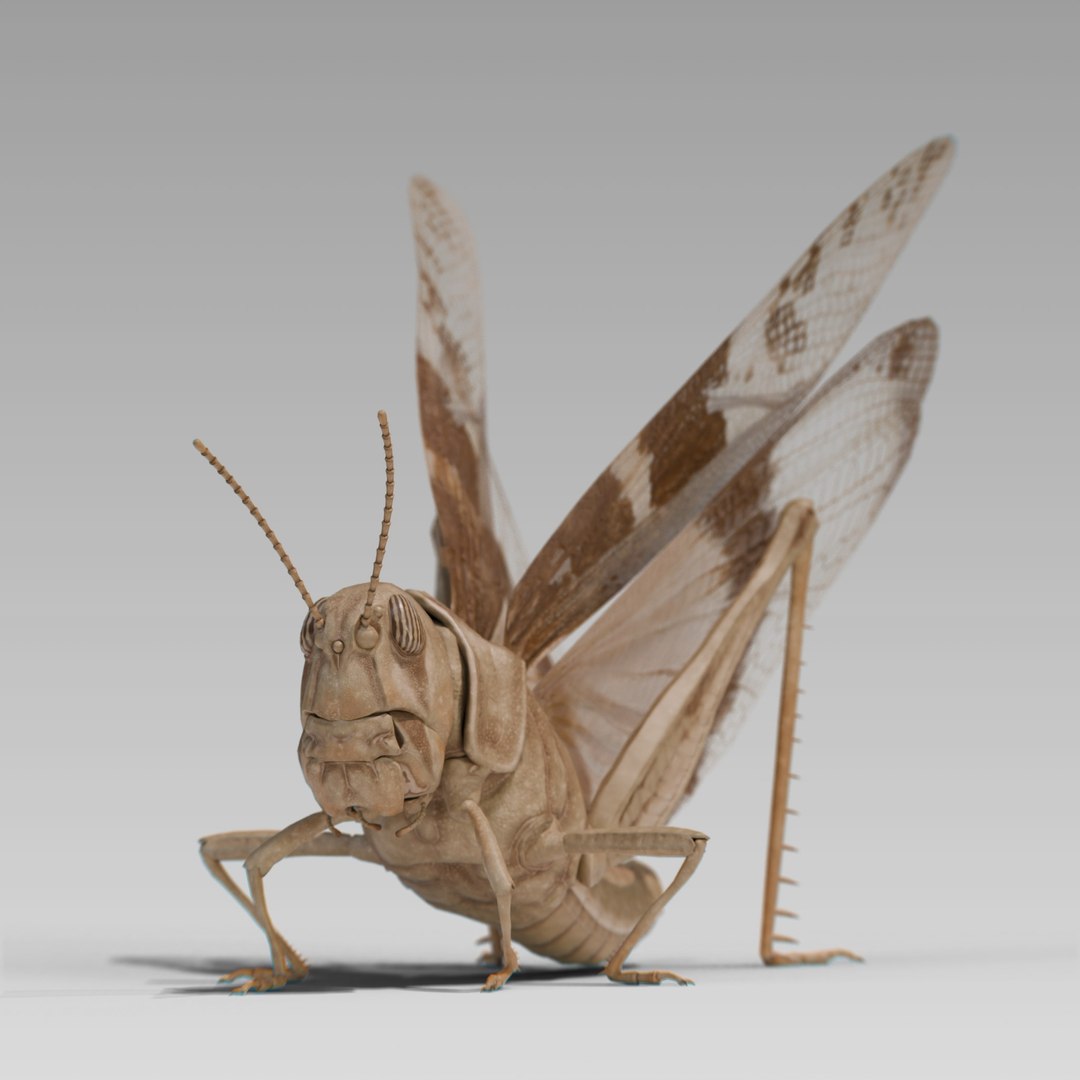 Locust Grasshopper 3D Model - TurboSquid 2257011