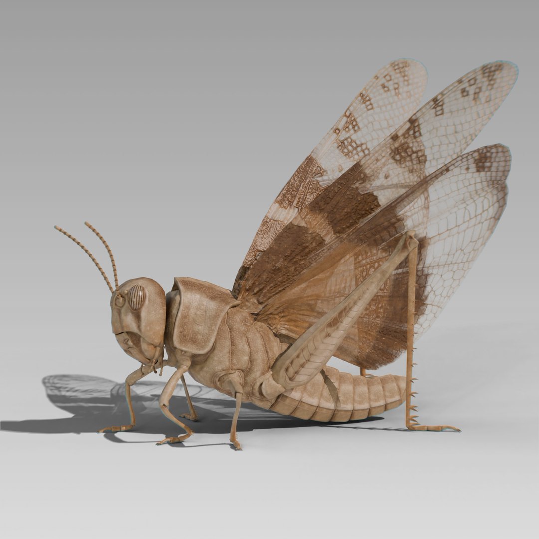 Locust Grasshopper 3D Model - TurboSquid 2257011