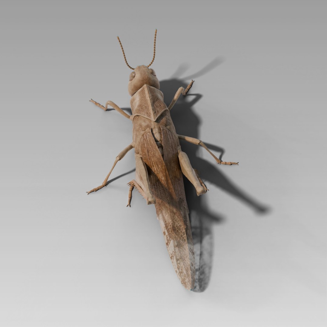 Locust Grasshopper 3D Model - TurboSquid 2257011