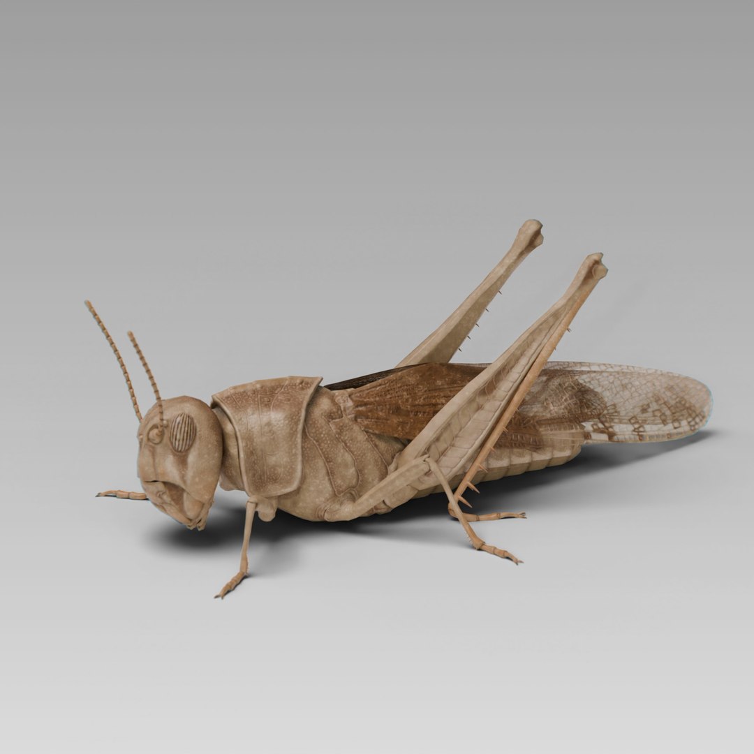 Locust Grasshopper 3D Model - TurboSquid 2257011