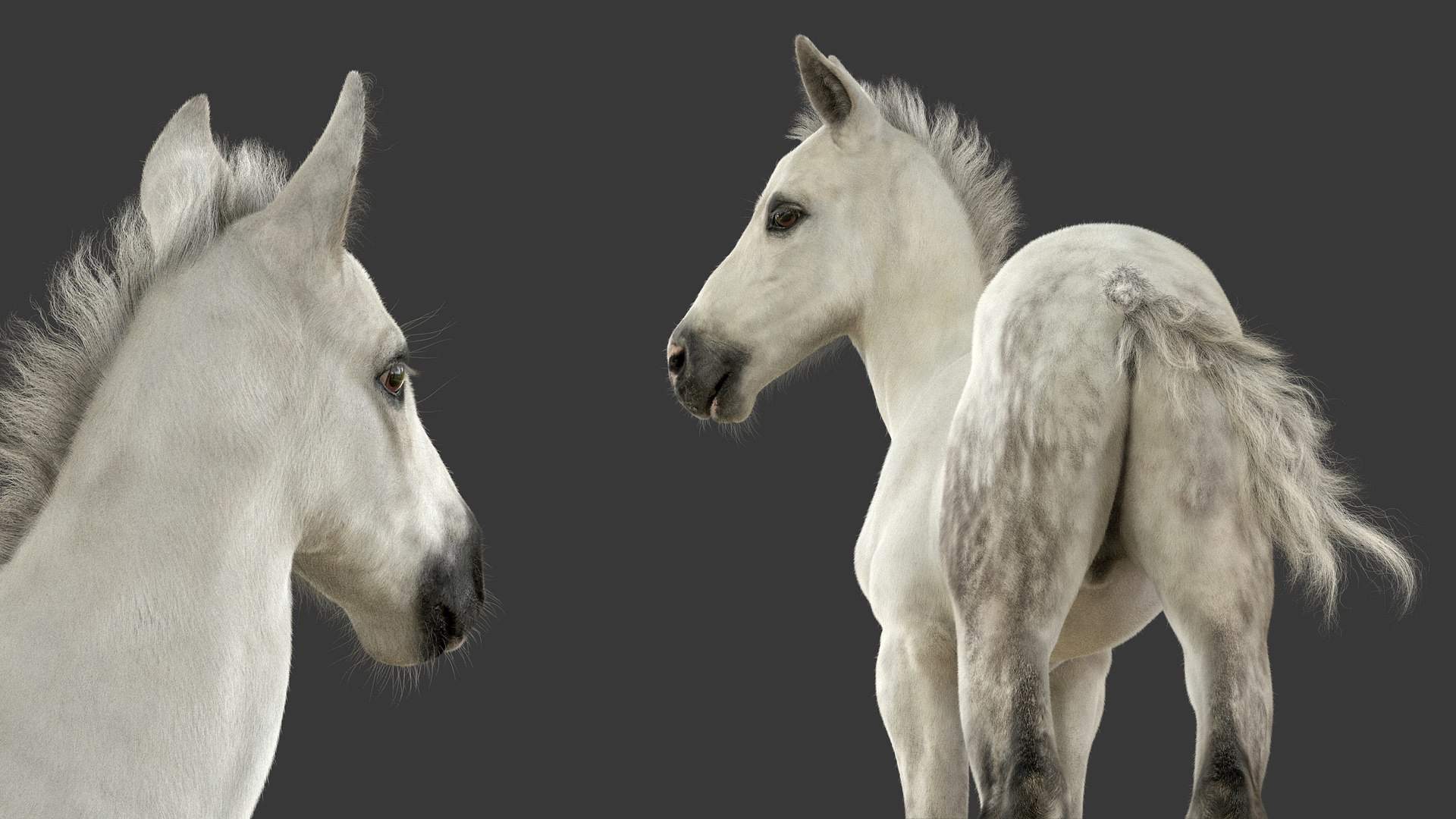 3D Realistic Horse Foal - TurboSquid 1595643