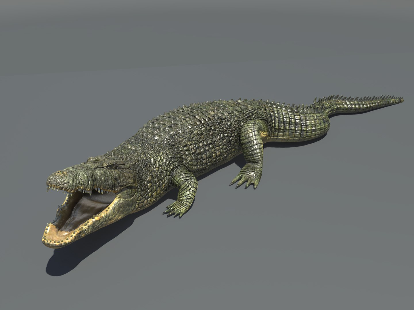 3d realistic crocodile rigged model