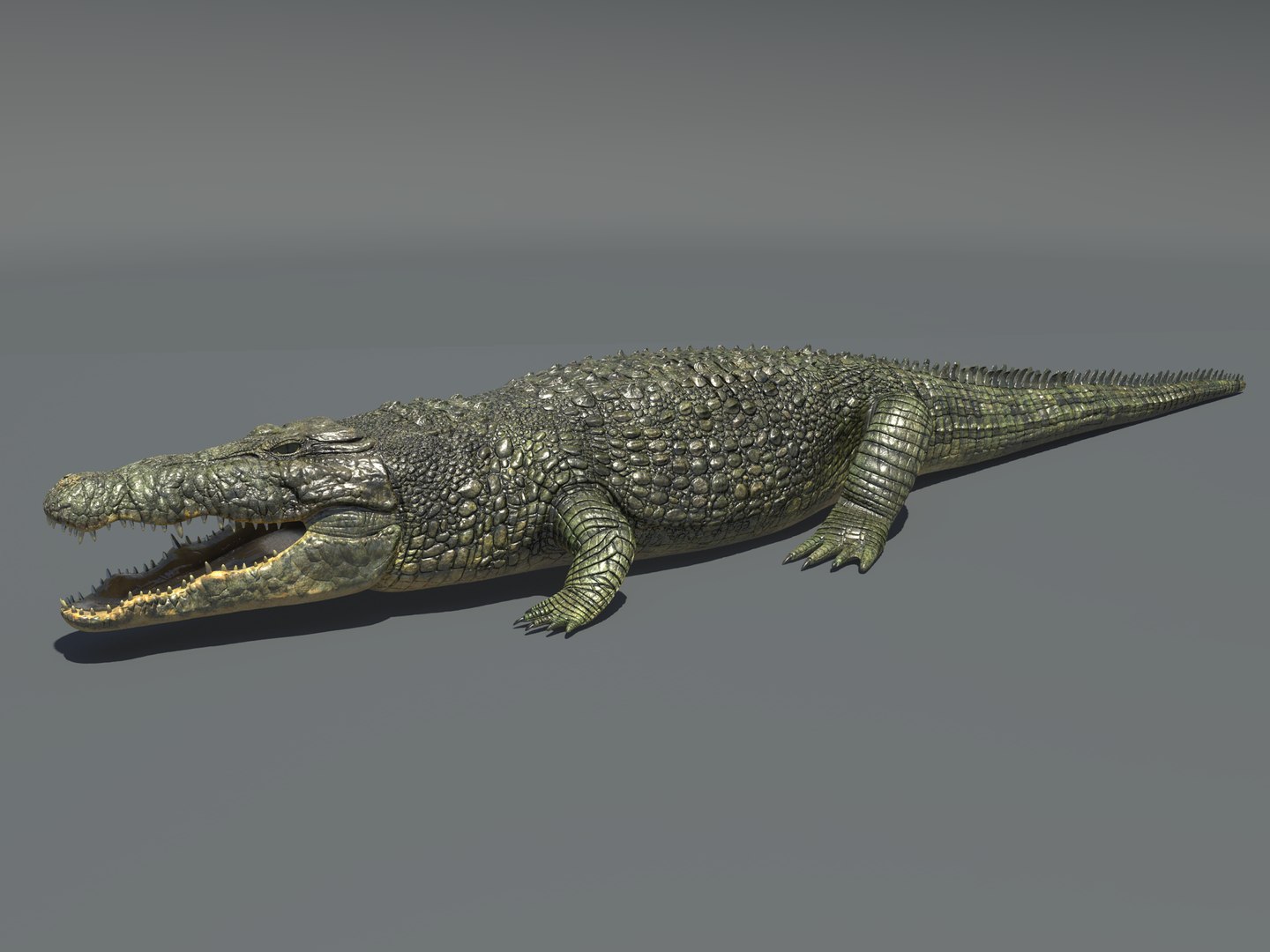 3d realistic crocodile rigged model
