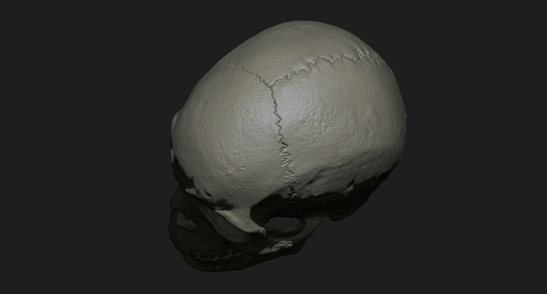 3D модель Модель человеческого черепа Zbrush - TurboSquid 1255673