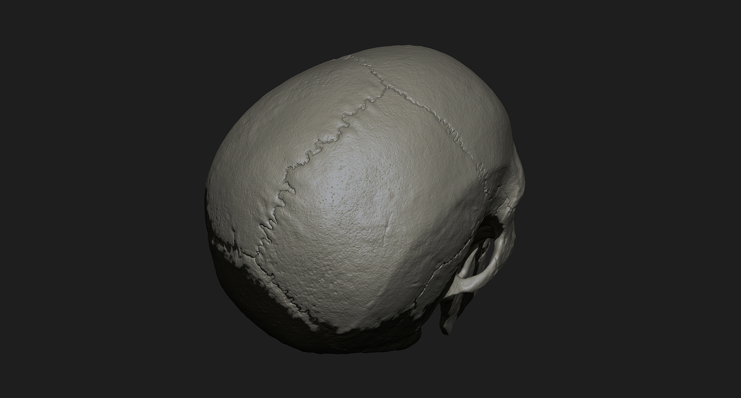 3D модель Модель человеческого черепа Zbrush - TurboSquid 1255673