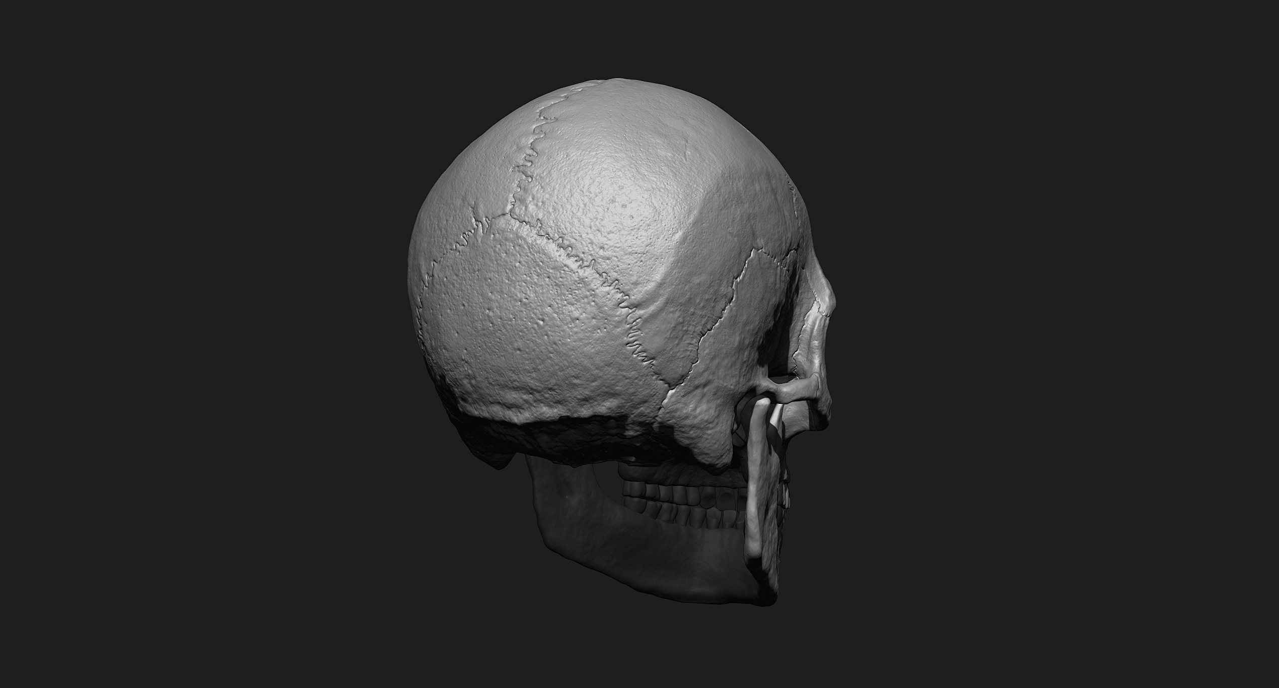 3D модель Модель человеческого черепа Zbrush - TurboSquid 1255673