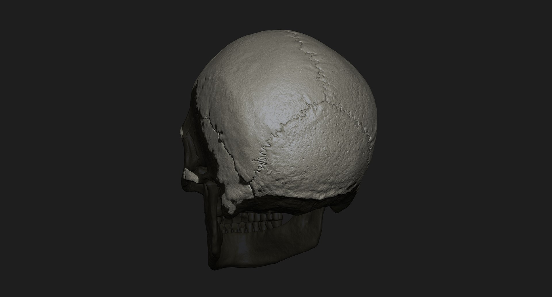 3D human skull - TurboSquid 1255673